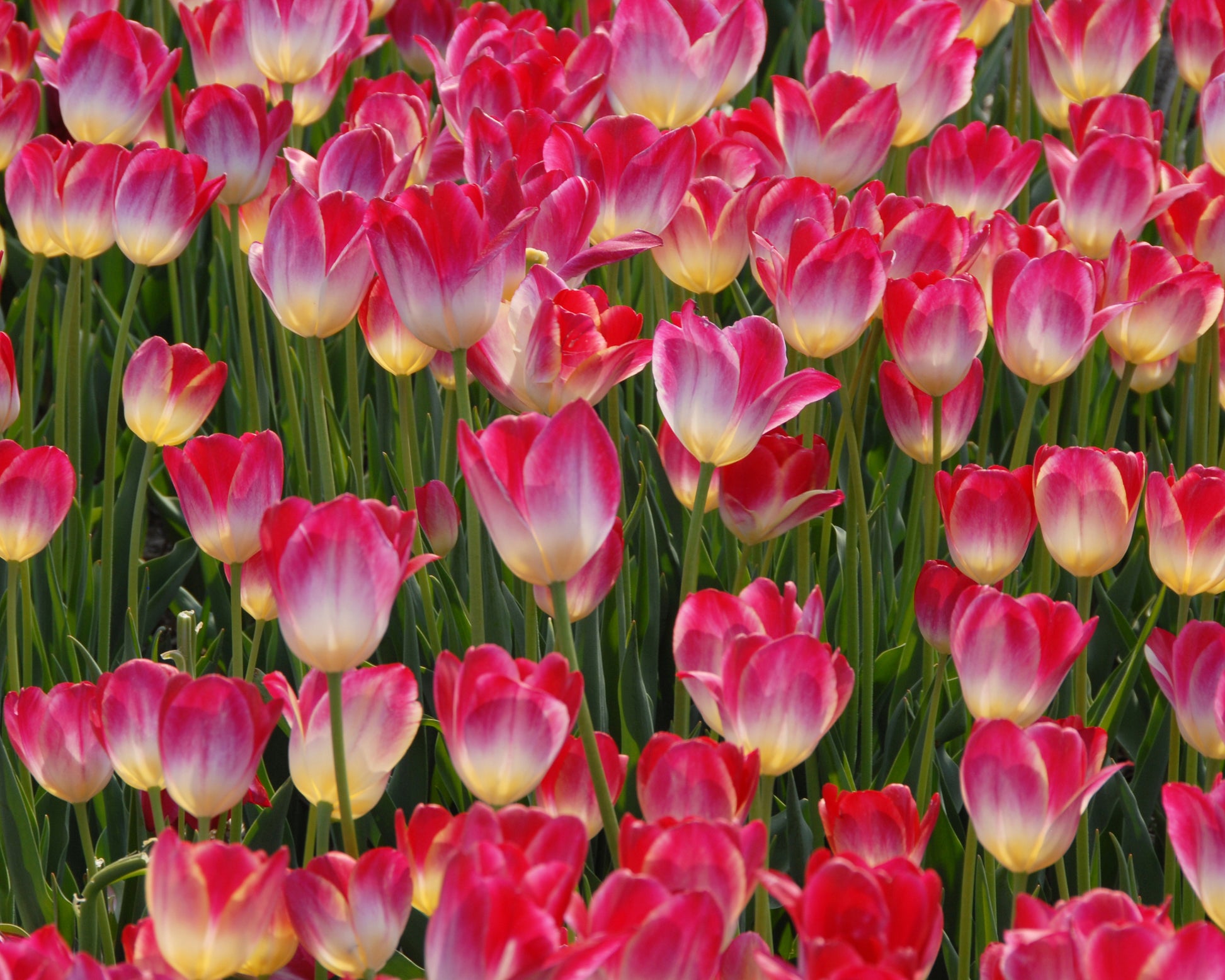 Tulip 'Supri Erotic' bulbs | Buy online at Farmer Gracy UK