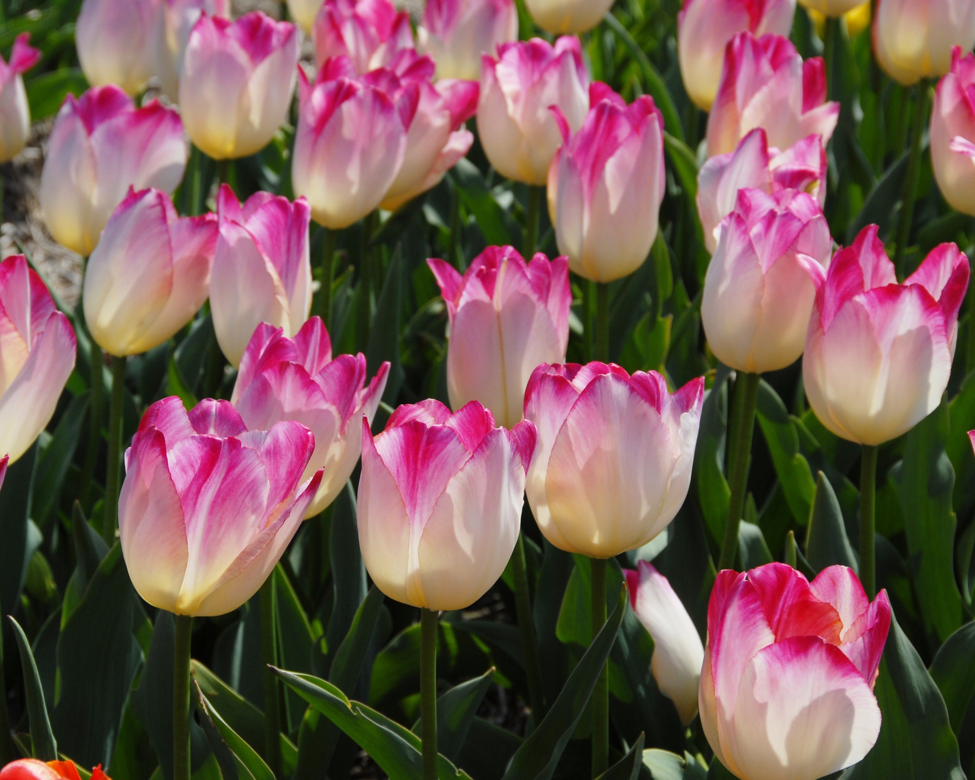 Tulip 'Supri Erotic' bulbs — Buy online at Farmer Gracy UK