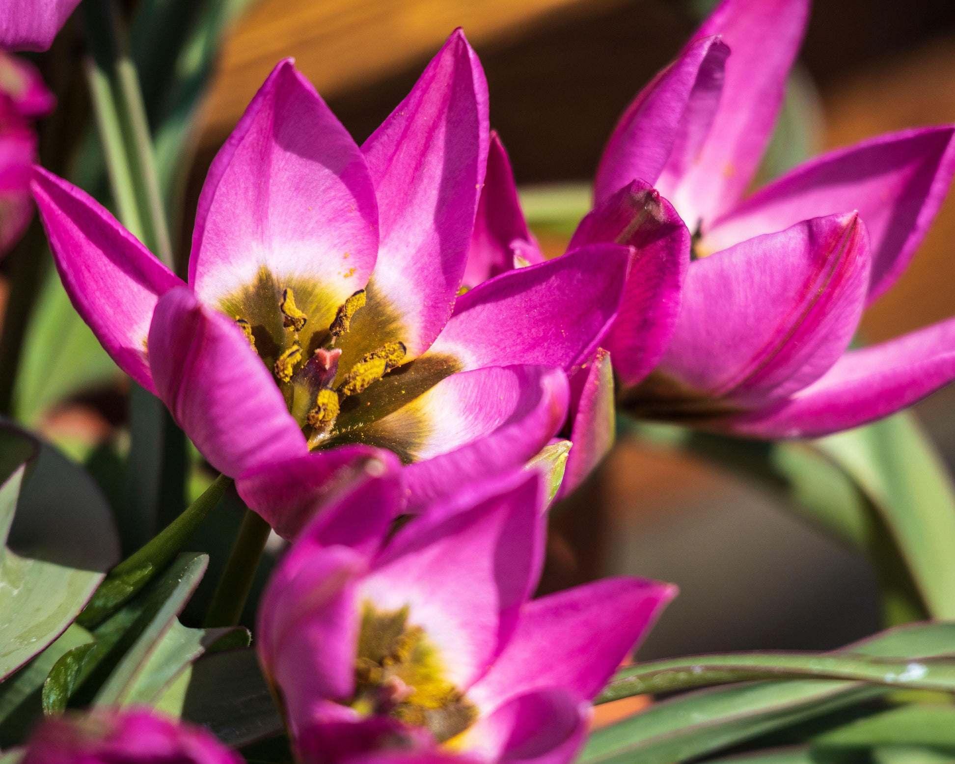 Tulip 'Violetta' bulbs — Buy online at Farmer Gracy UK