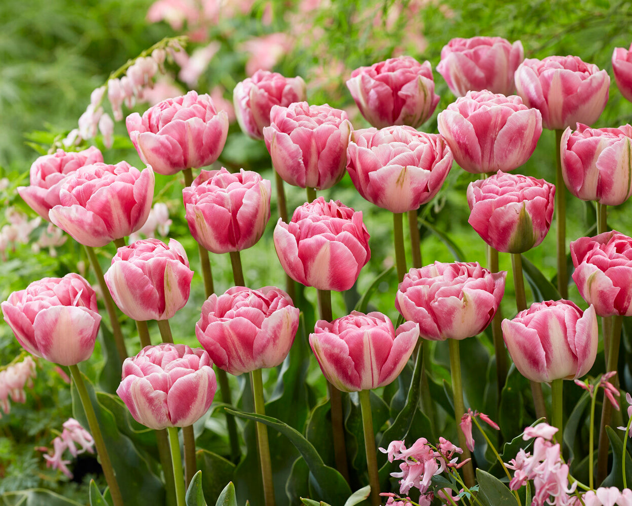 Tulip 'Vogue' bulbs — Buy online at Farmer Gracy UK