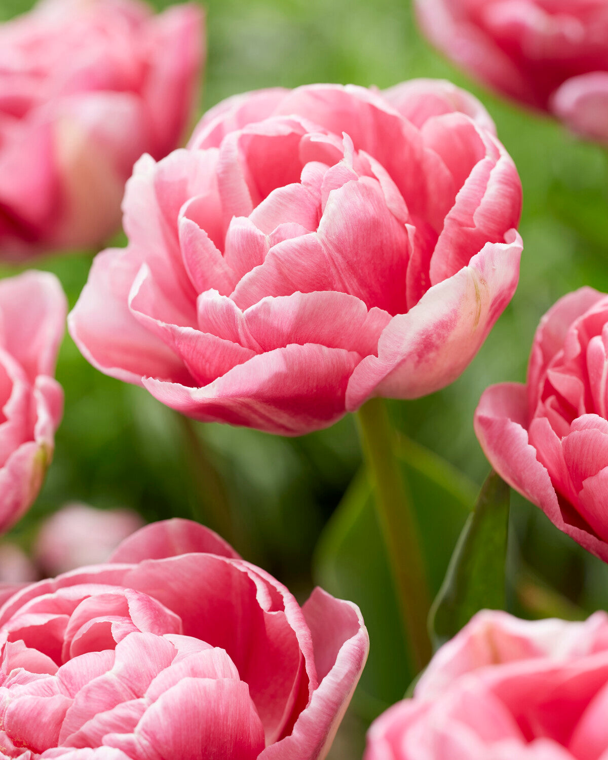 Tulip 'Vogue' bulbs — Buy online at Farmer Gracy UK
