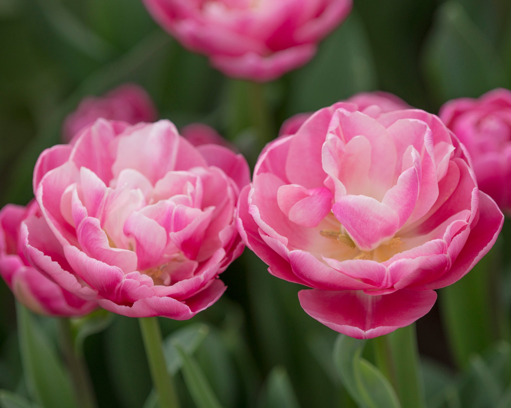Tulip 'Vogue' bulbs — Buy online at Farmer Gracy UK