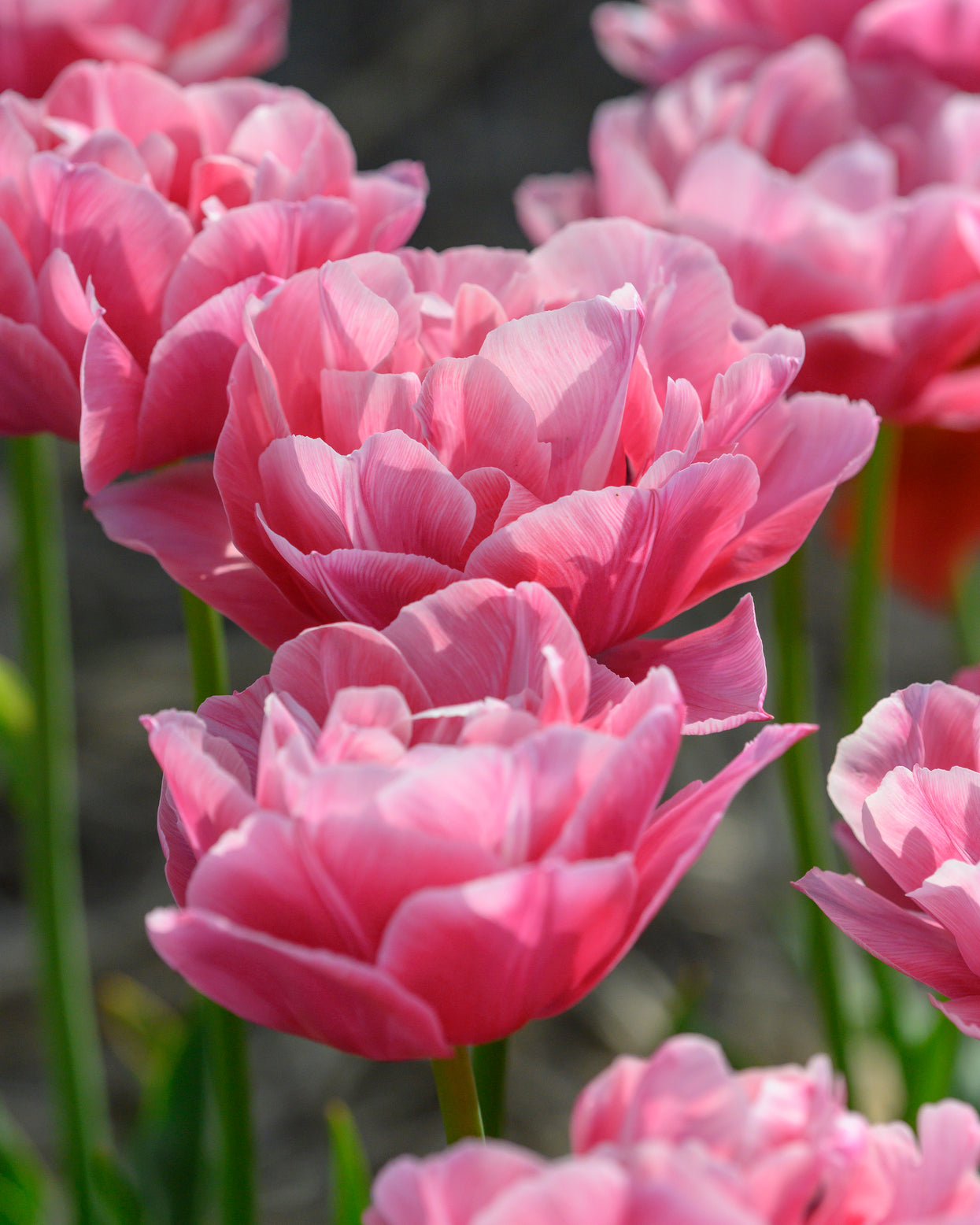 Tulip 'Vogue' bulbs — Buy online at Farmer Gracy UK