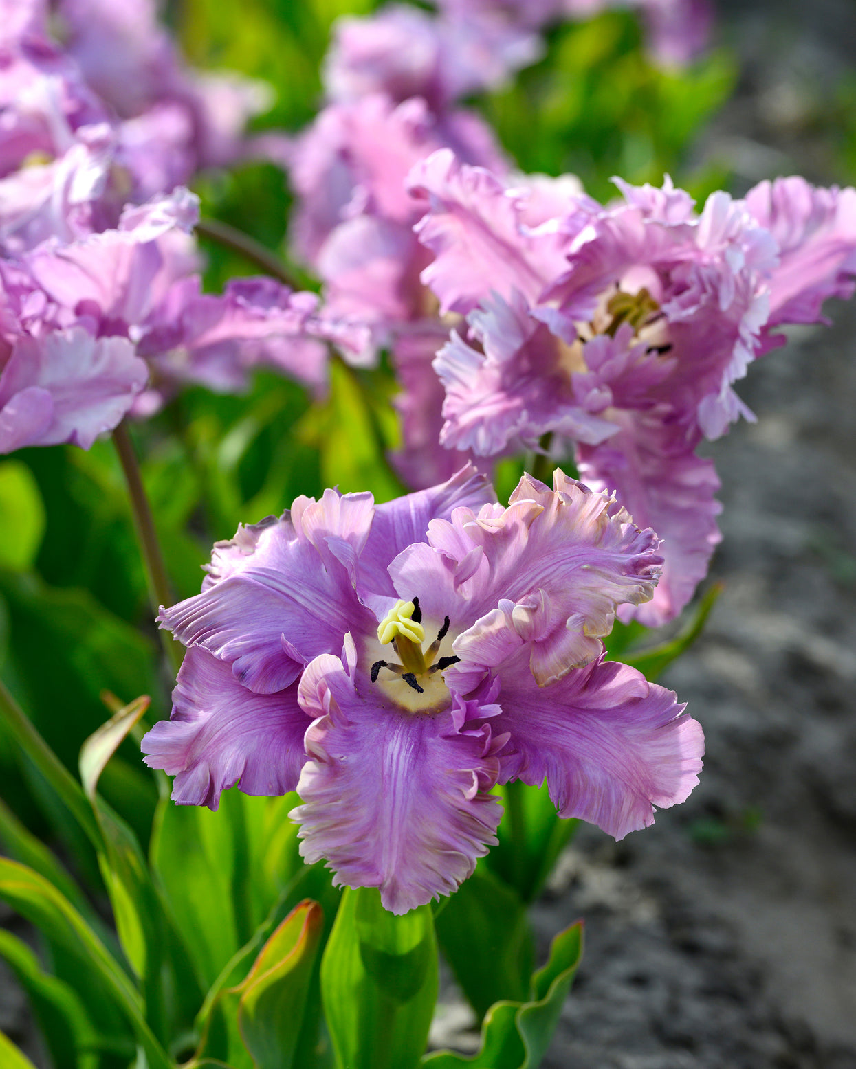 Tulip 'Vovos' bulbs — Buy online at Farmer Gracy UK