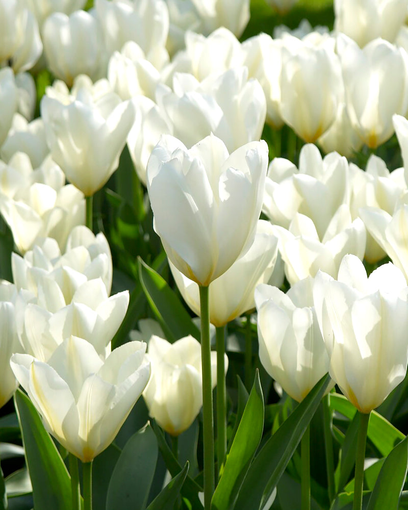 Tulip 'White Emperor' bulbs — Buy Tulip 'Purissima' online at Farmer ...