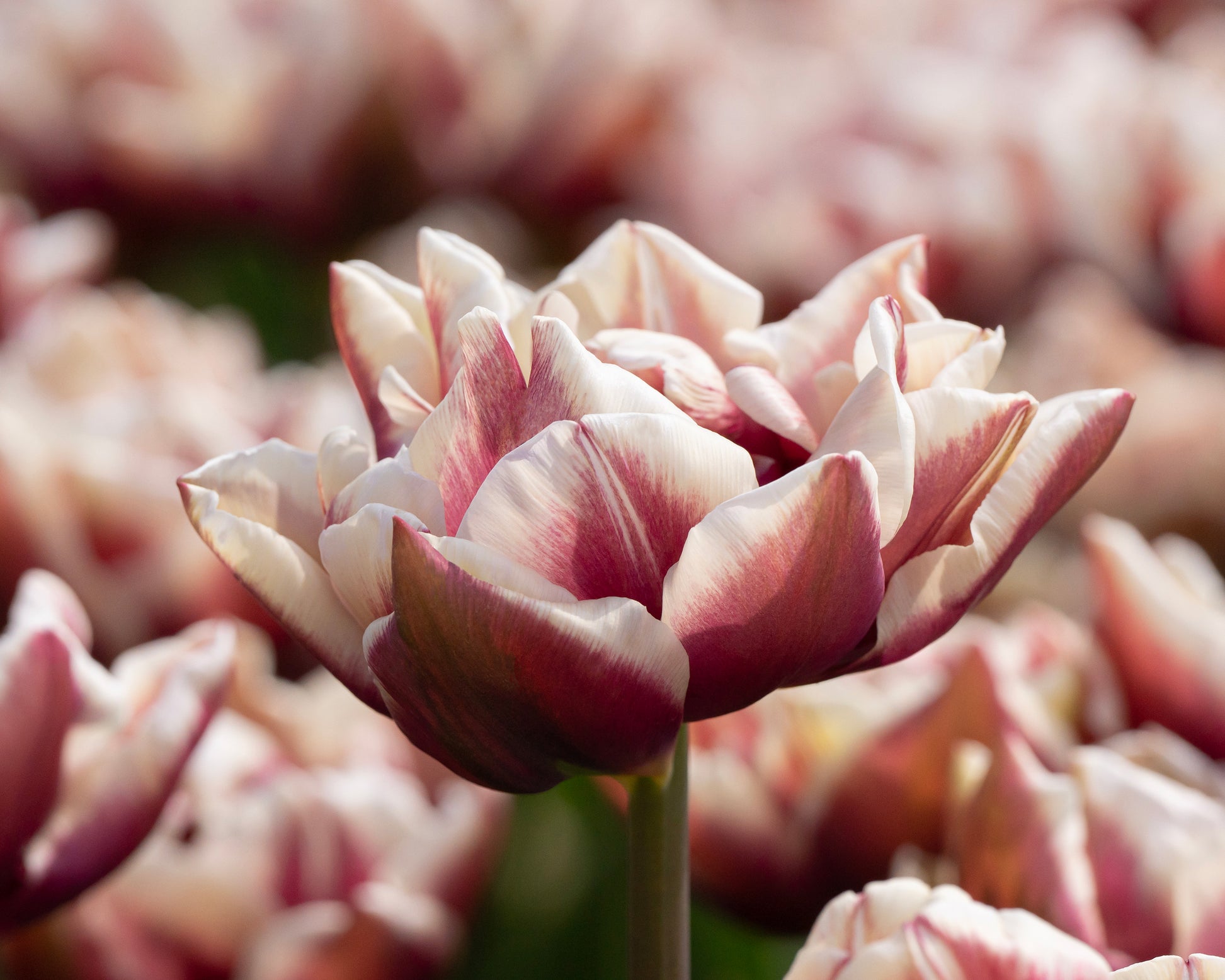 Tulip 'Wyndham' bulbs — Buy online at Farmer Gracy UK
