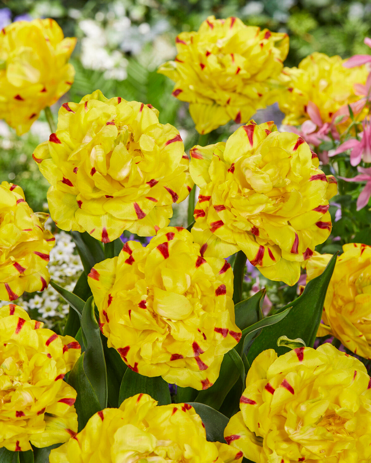 Tulip 'Yellow Danceline' bulbs — Buy online at Farmer Gracy UK