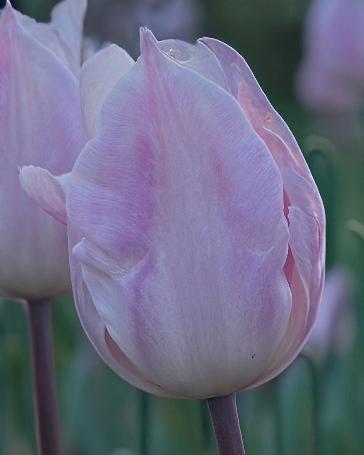 Tulip 'Silver Cloud' bulbs — Buy online at Farmer Gracy UK