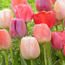 Tulip Bulbs — Buy tulips online at Farmer Gracy UK