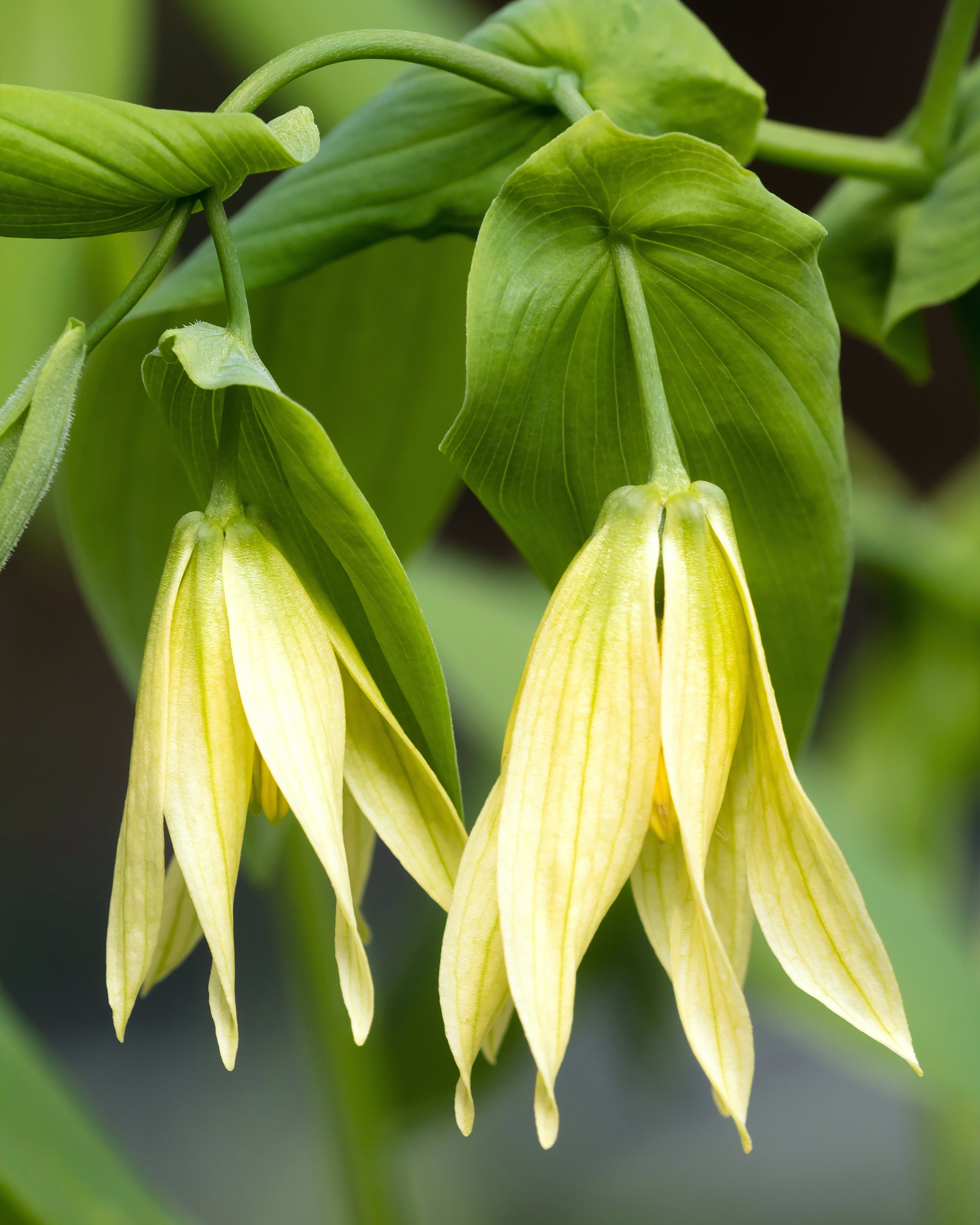 Uvularia pallida (greenish bellwort) bare roots — Buy Uvularia ...