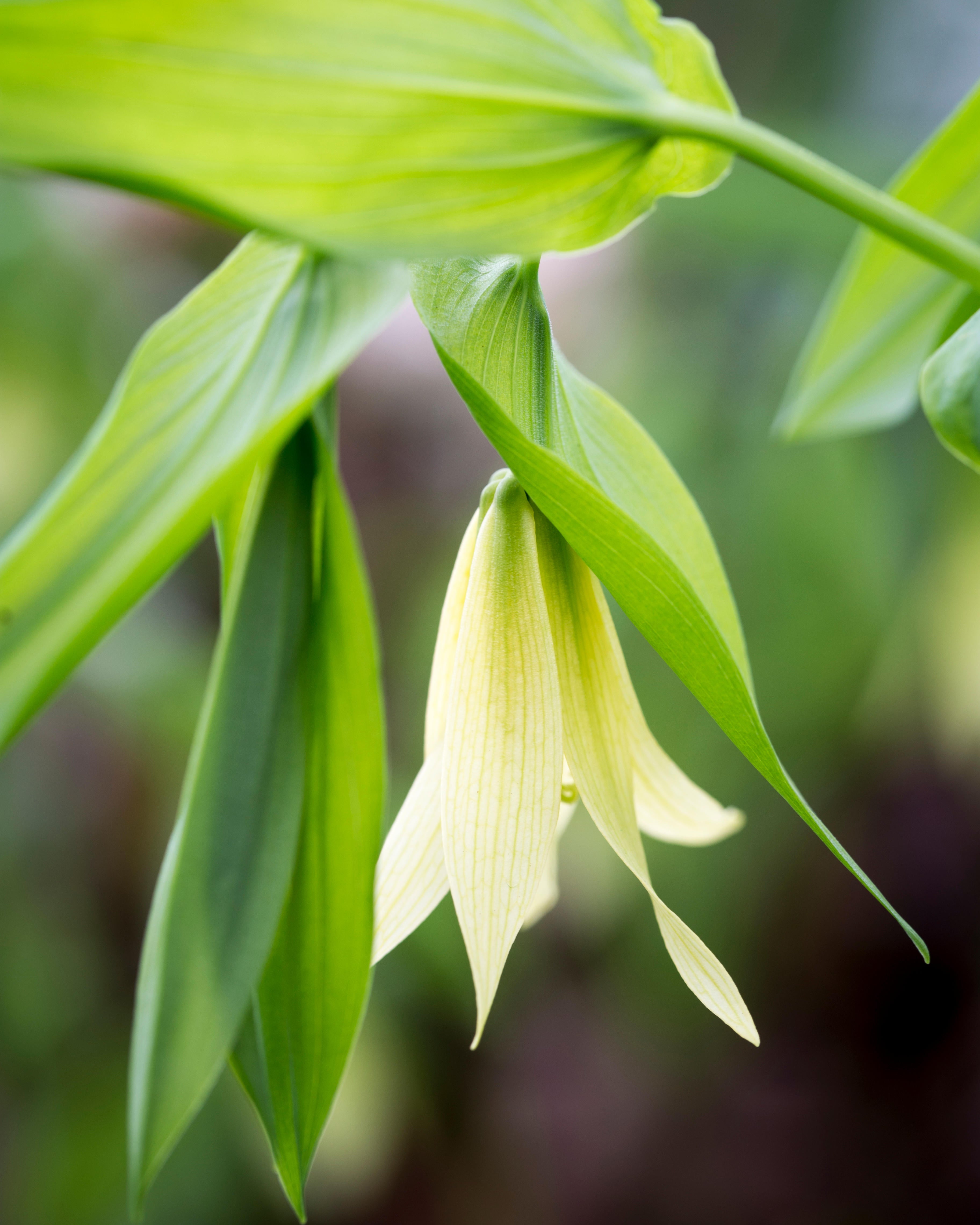 Uvularia pallida (greenish bellwort) bare roots — Buy Uvularia ...