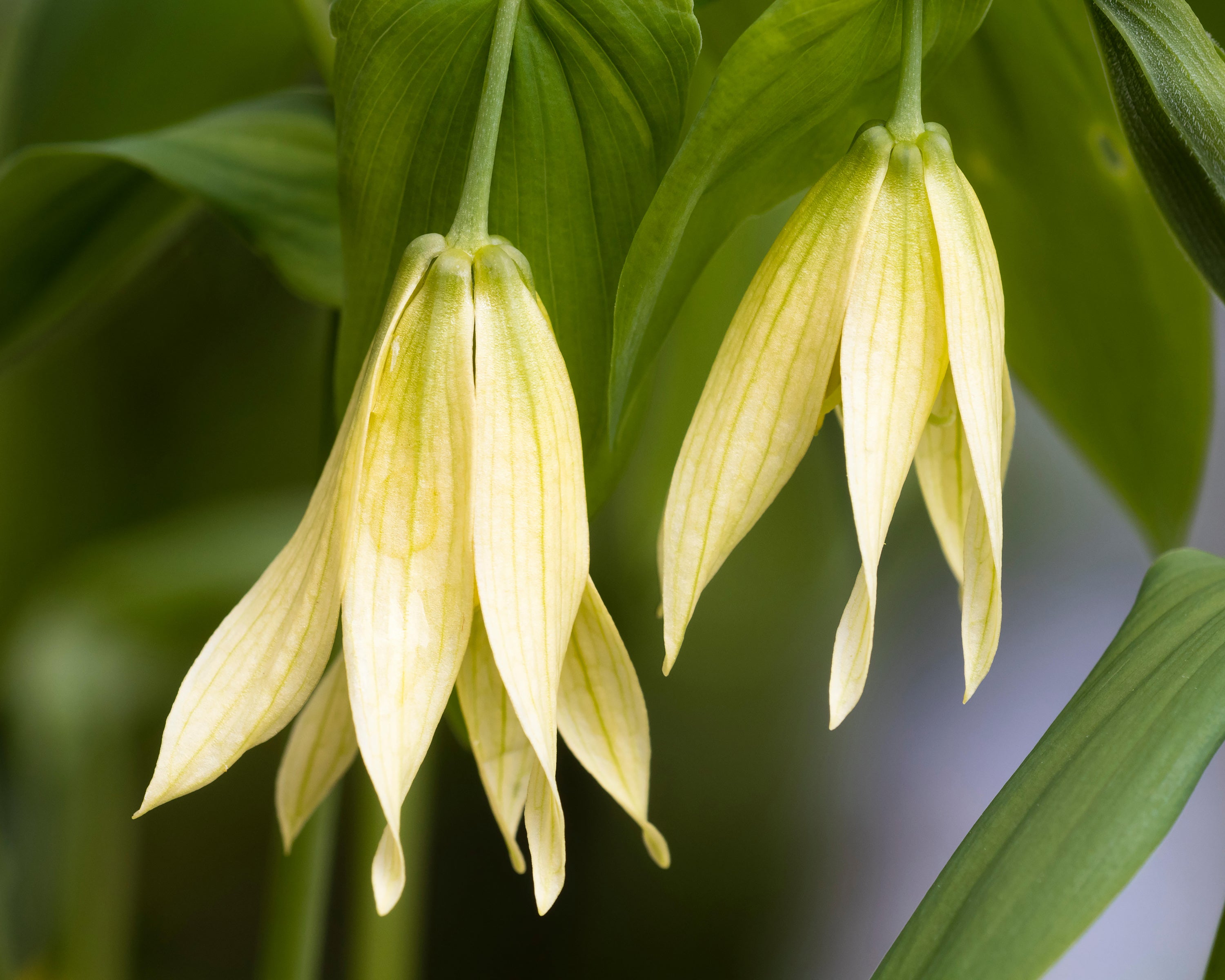 Uvularia pallida (greenish bellwort) bare roots — Buy Uvularia ...
