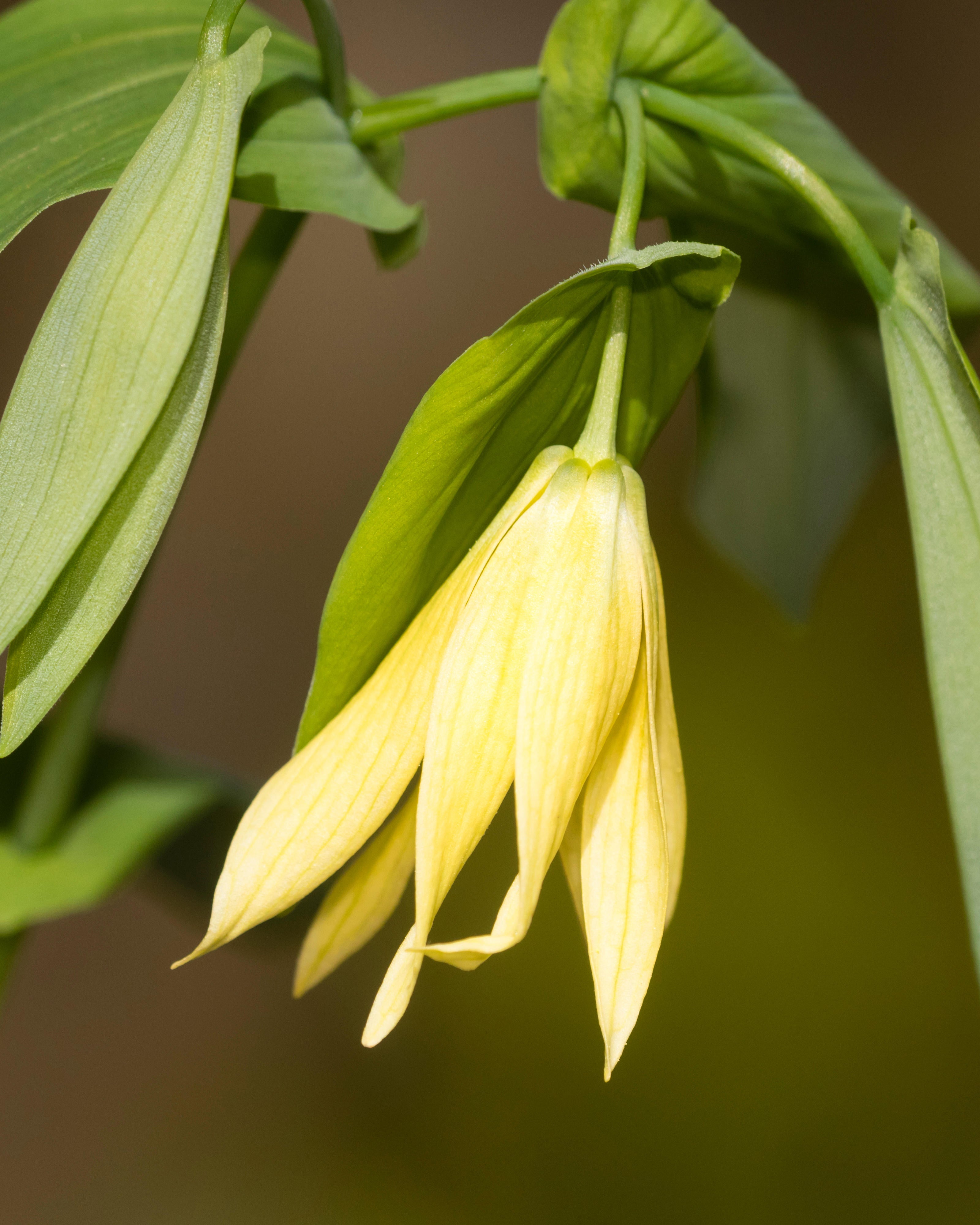 Uvularia pallida (greenish bellwort) bare roots — Buy Uvularia ...