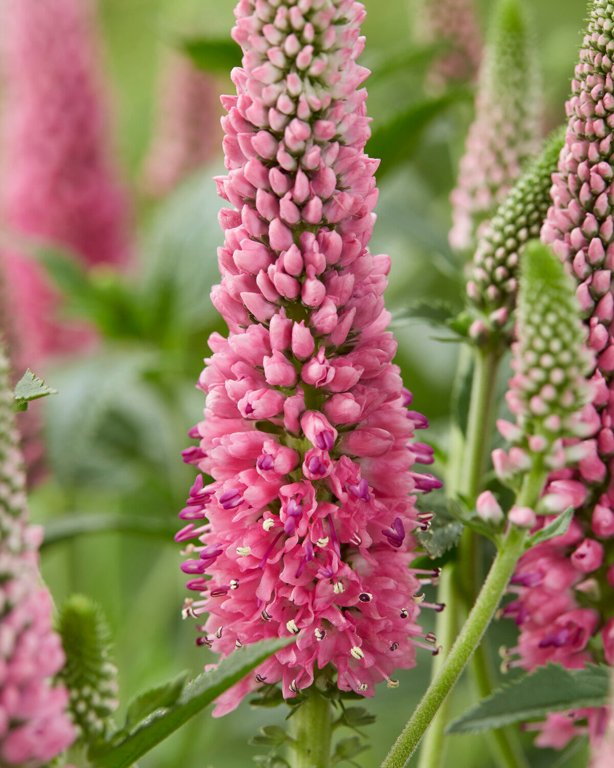Veronica longifolia 'First Love' (garden speedwell) — Buy online at ...