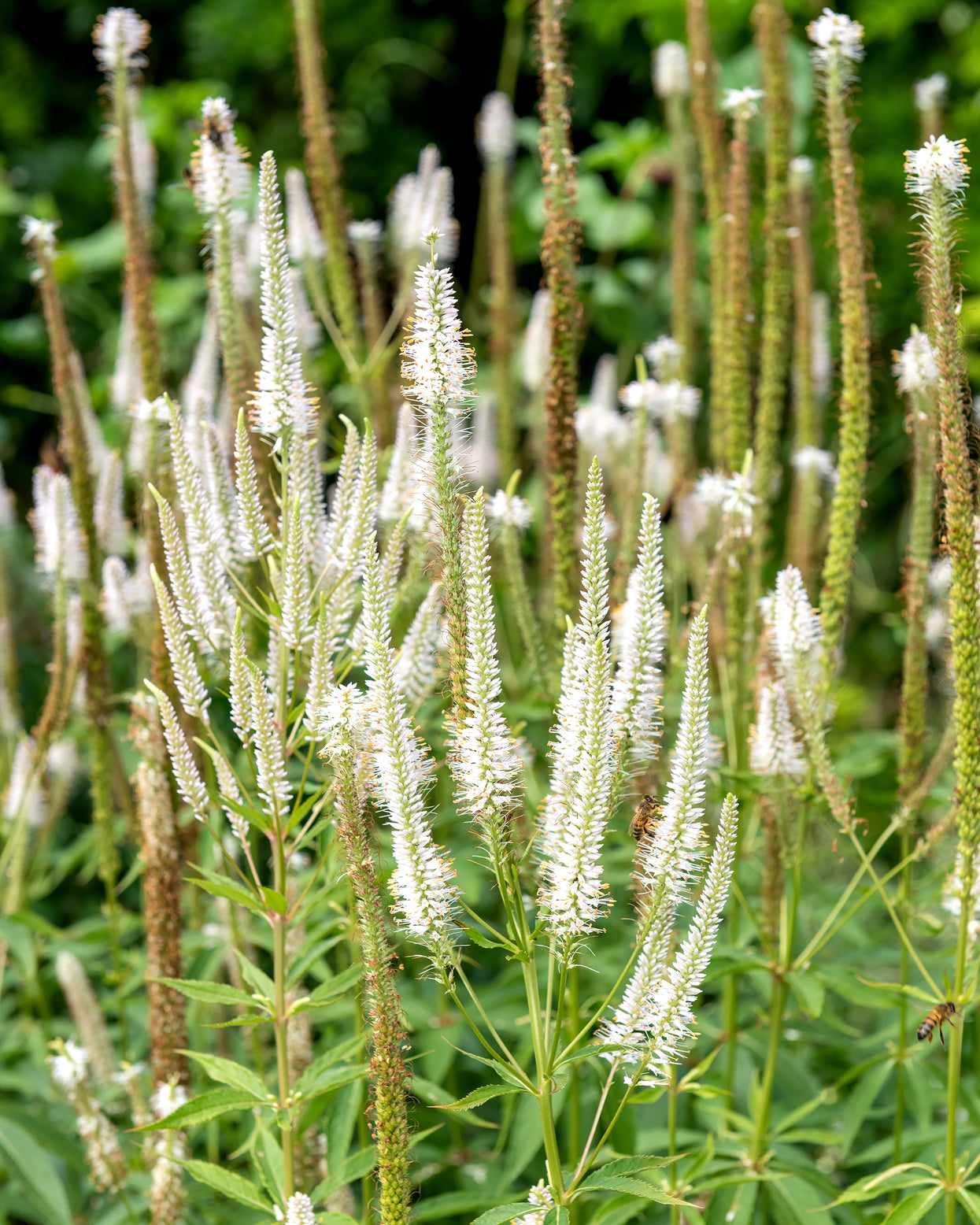 Veronicastrum virginicum 'Springdew' bare roots | Buy white Culver's ...