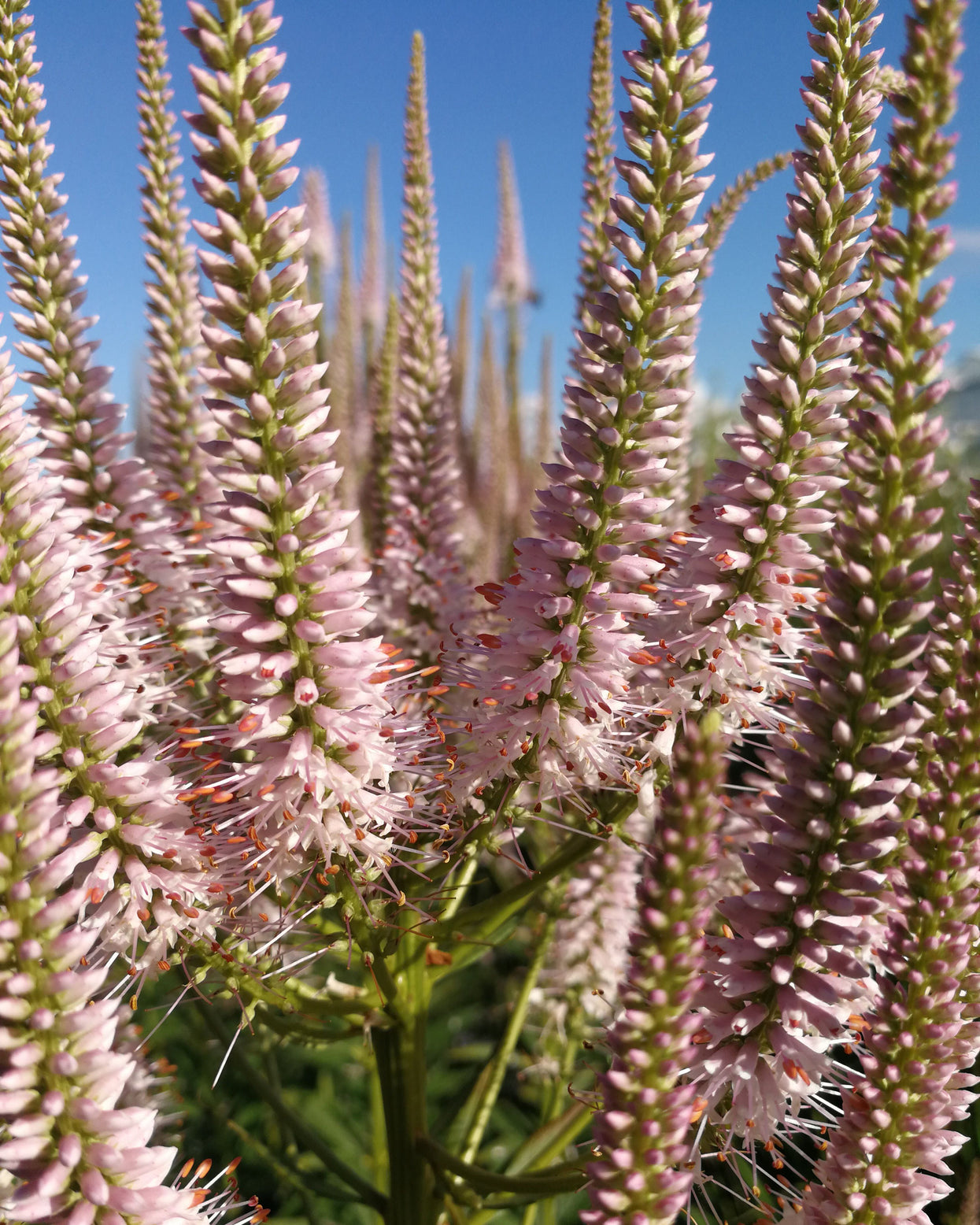 Veronicastrum virginicum 'Challenger' bare roots | Buy pale pink Culver ...