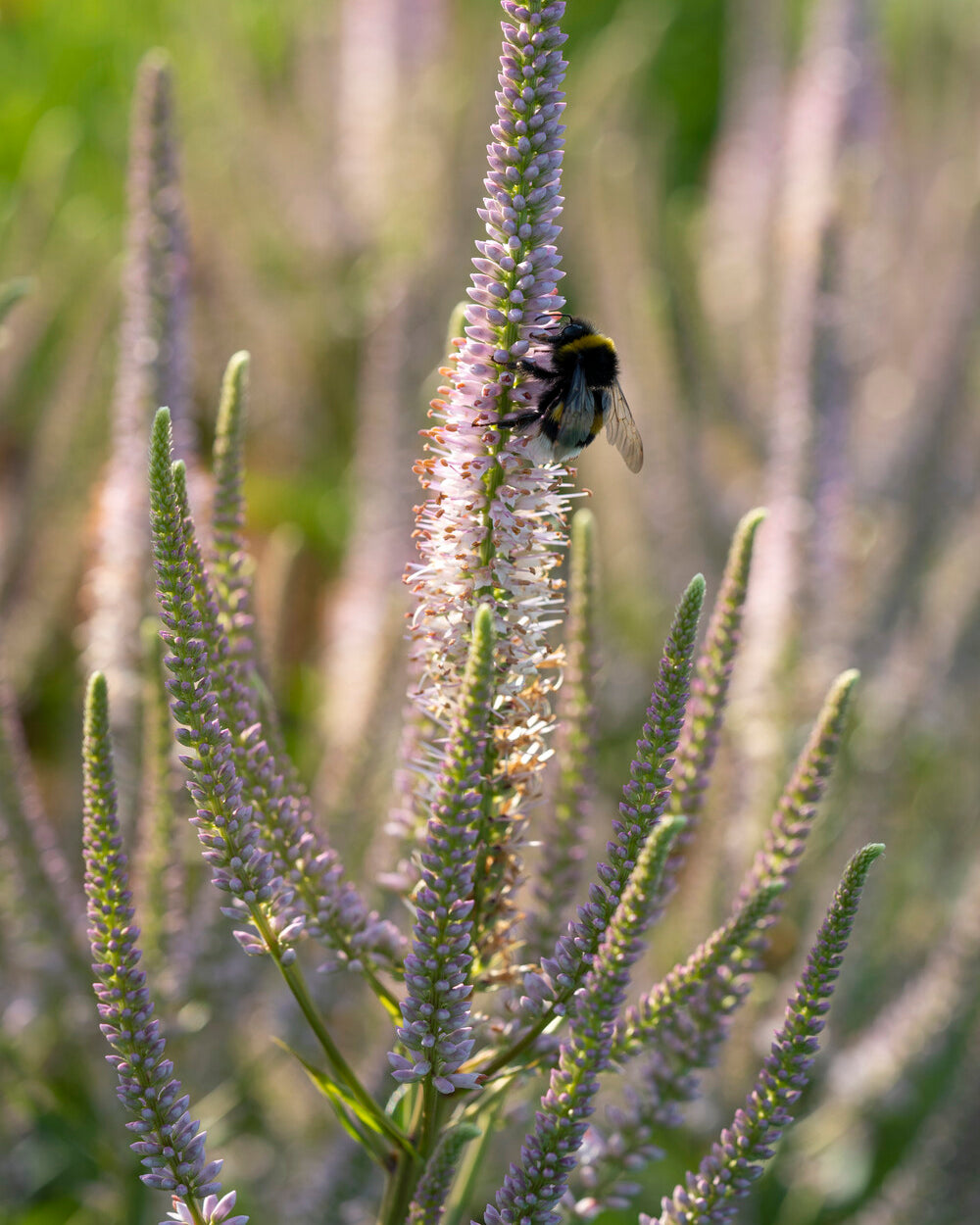 Veronicastrum virginicum 'Challenger' bare roots | Buy pale pink Culver ...