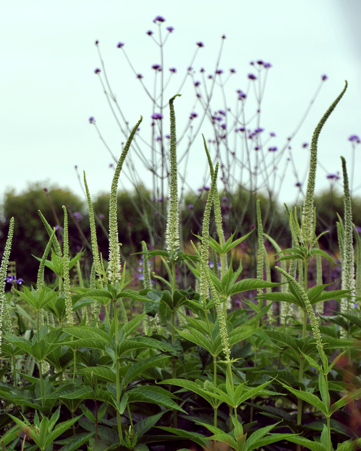 Veronicastrum virginicum 'Springdew' bare roots | Buy white Culver's ...