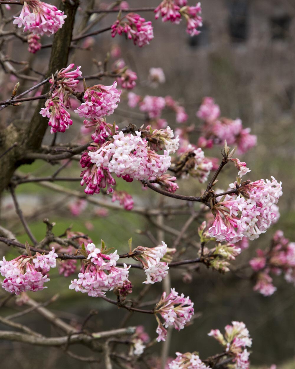 Viburnum × bodnantense 'Dawn' bare roots — Buy pink arrowwood online at ...