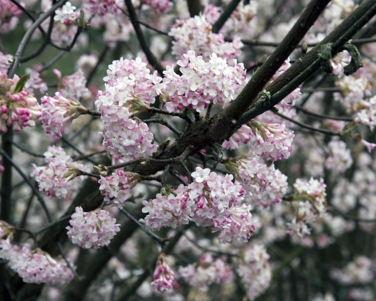 Viburnum × bodnantense 'Dawn' bare roots — Buy pink arrowwood online at ...