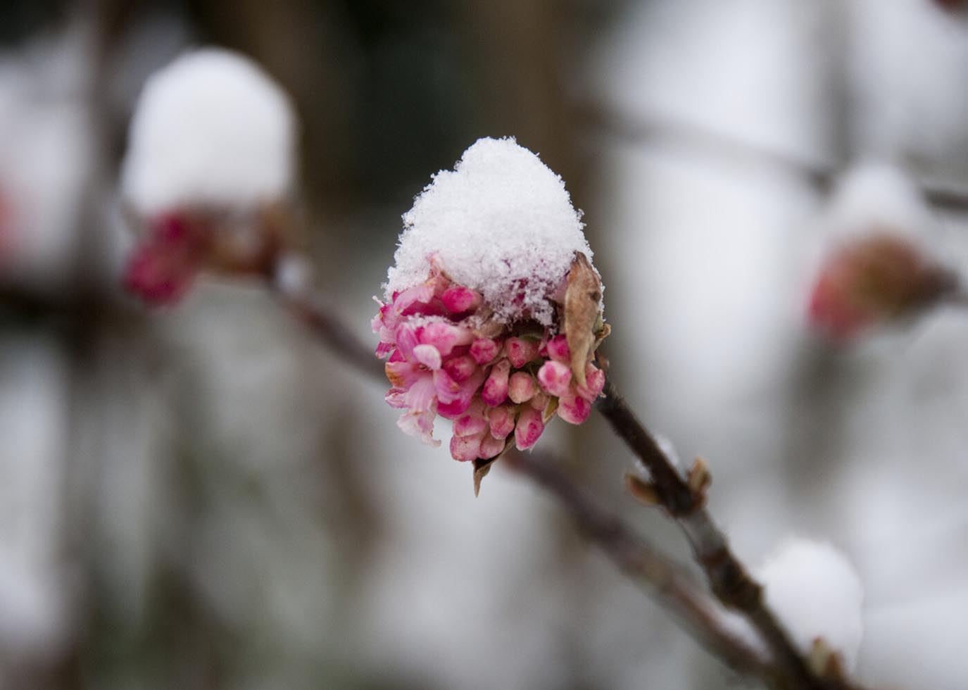 Viburnum × bodnantense 'Dawn' bare roots — Buy pink arrowwood online at ...