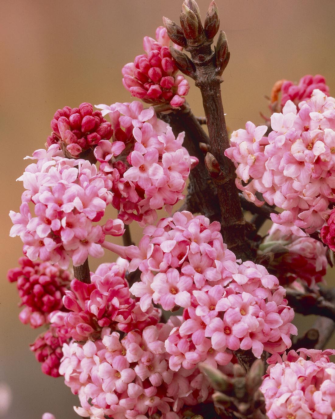 Viburnum × bodnantense 'Dawn' bare roots — Buy pink arrowwood online at ...
