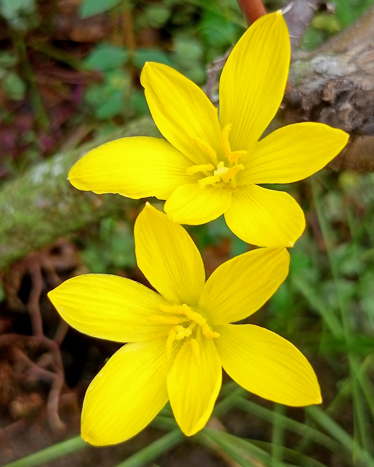 Zephyranthes sulphurea (yellow rain lily) bulbs — Buy online at Farmer ...