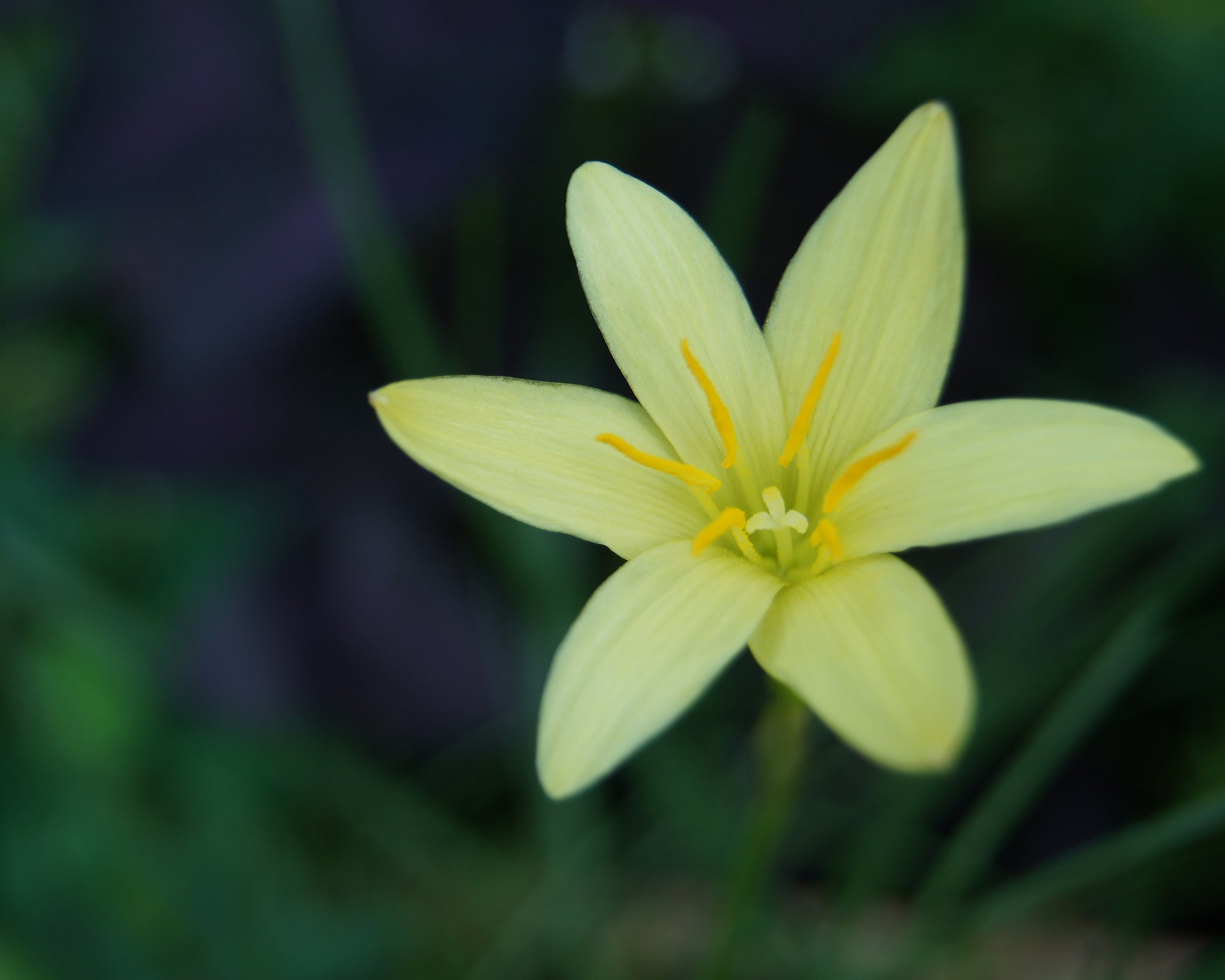 Zephyranthes sulphurea (yellow rain lily) bulbs — Buy online at Farmer ...