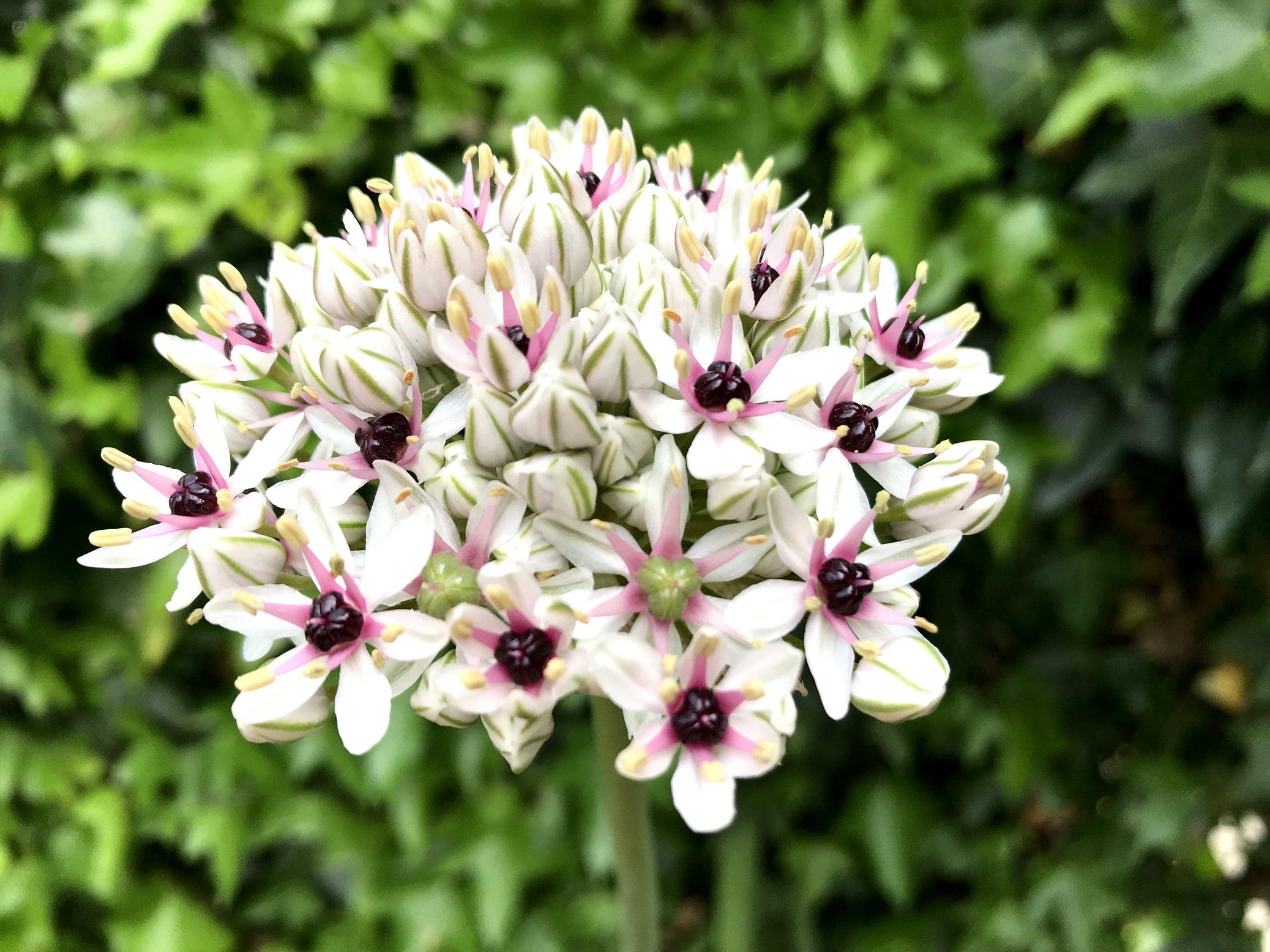 Allium 'Silver Spring' bulbs — Buy online at Farmer Gracy UK