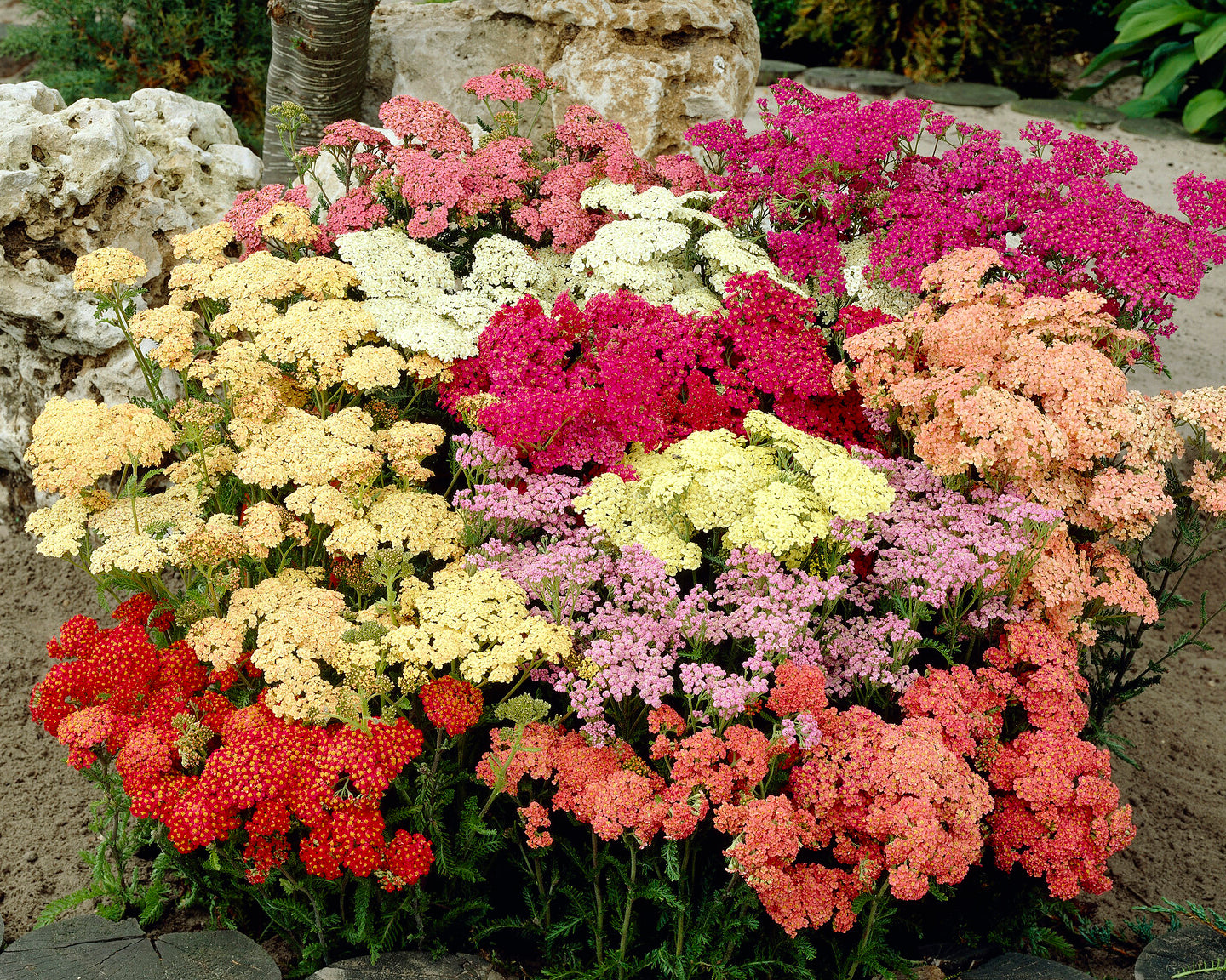 Achillea millefolium 'Summer Pastels' bare roots | Buy pastel yarrow ...