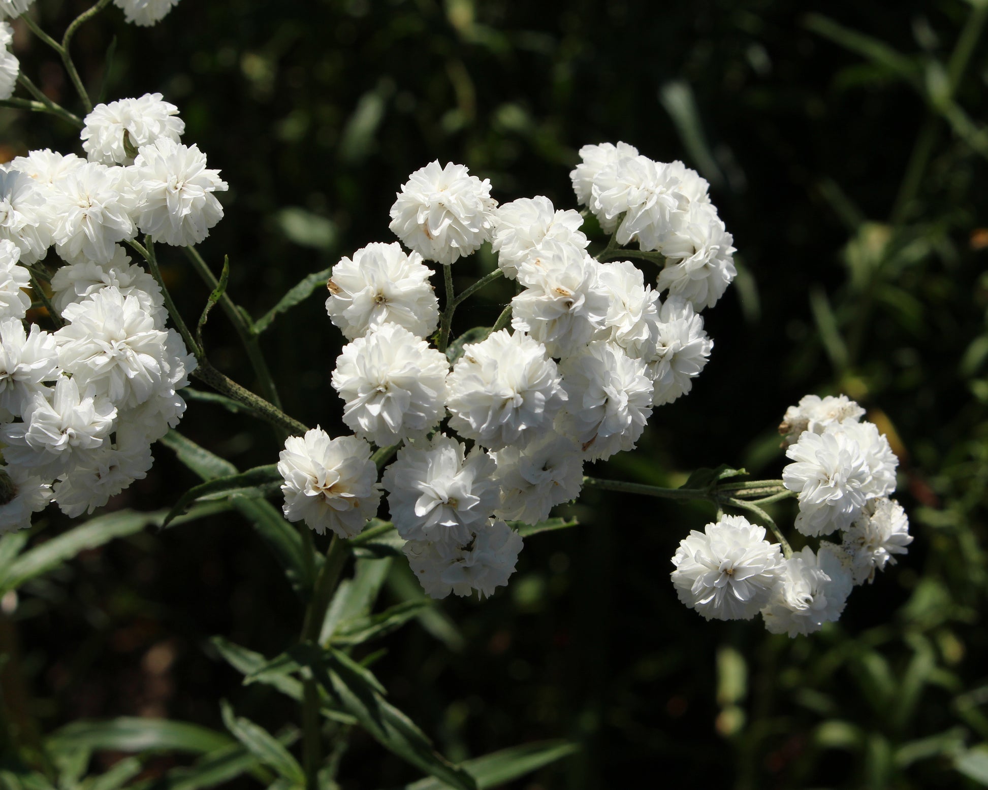 Achillea ptarmica 'The Pearl' bare roots — Buy white yarrow online at ...