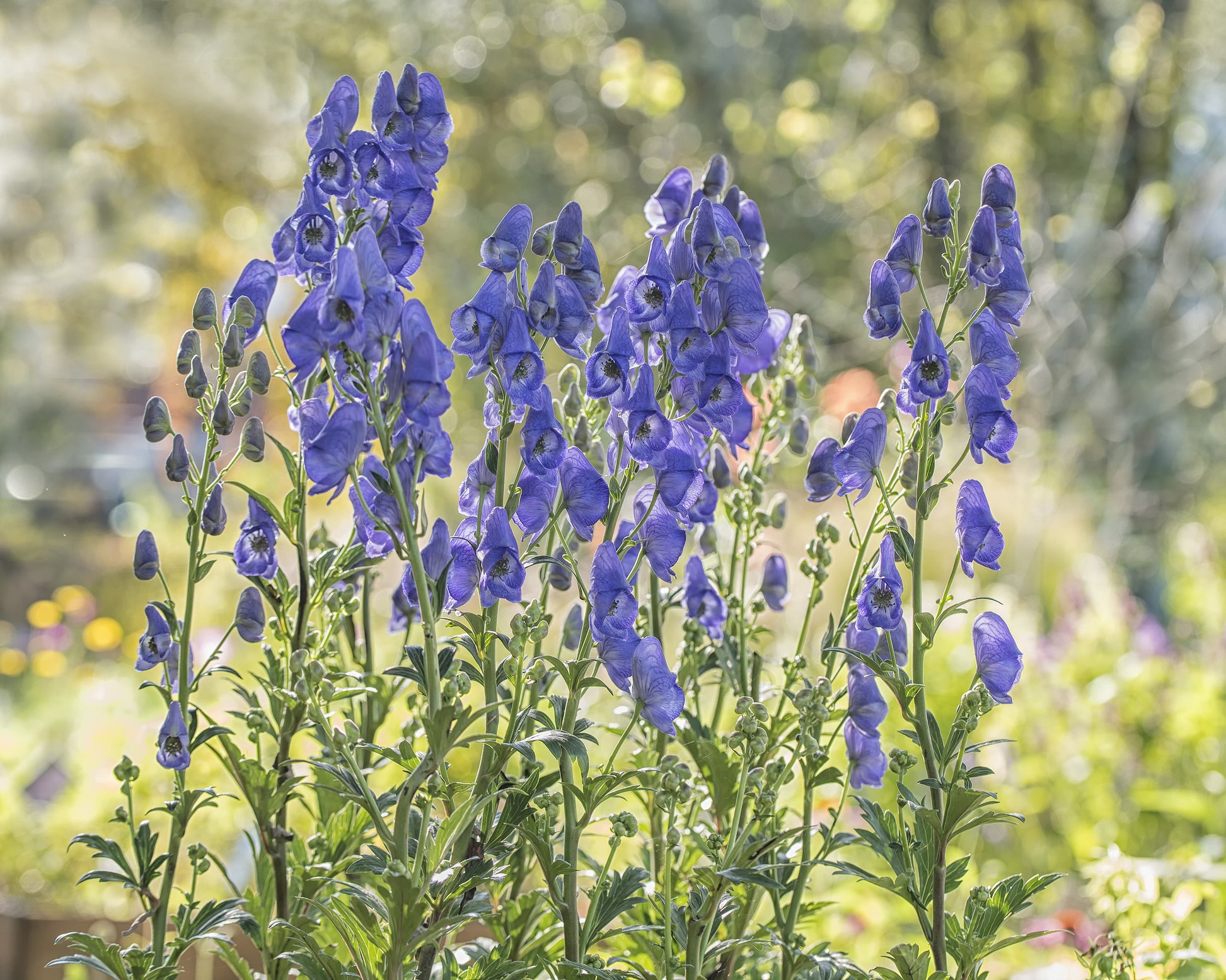 Aconitum carmichaelii 'Arendsii' bare roots | Buy blue monkshood online ...