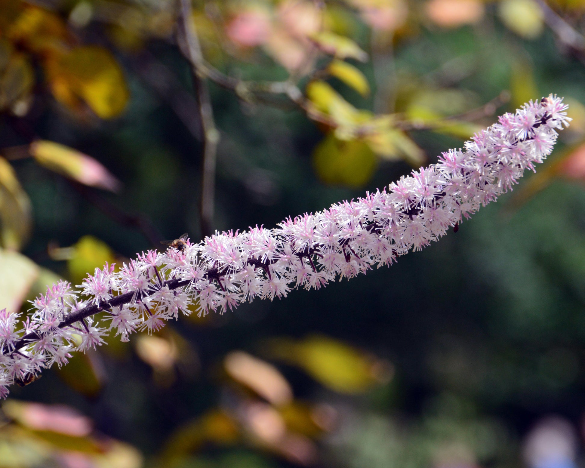 Actaea simplex 'Pink Spike' bare roots — Buy pink baneberry online at ...