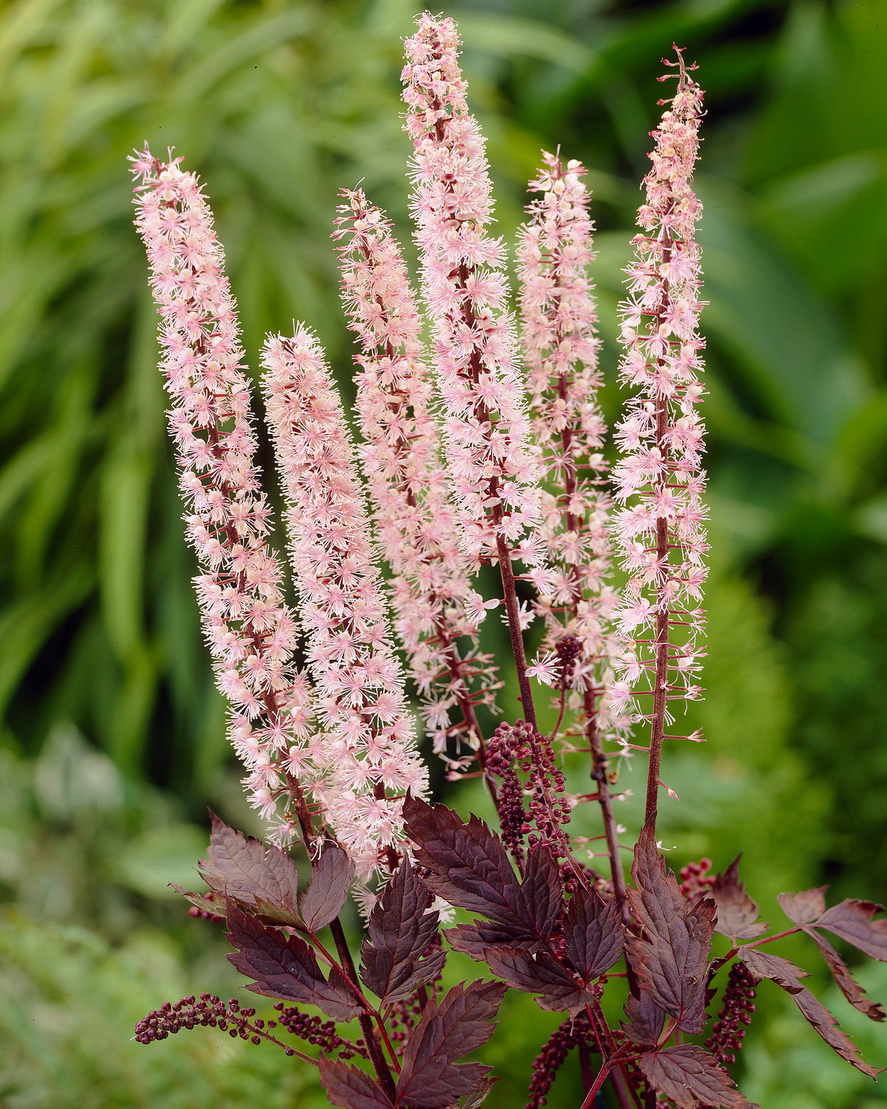 Actaea simplex 'Pink Spike' bare roots — Buy pink baneberry online at ...