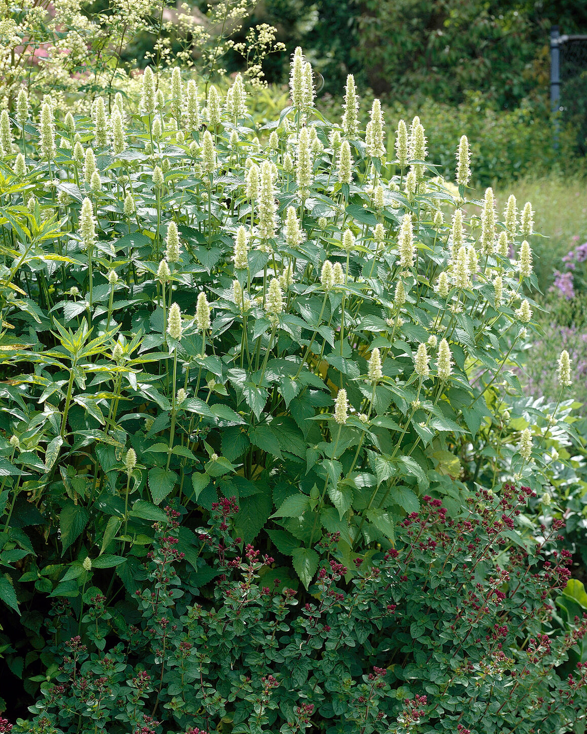 Agastache rugosa 'Alabaster' bare roots — Buy white Korean mint online ...