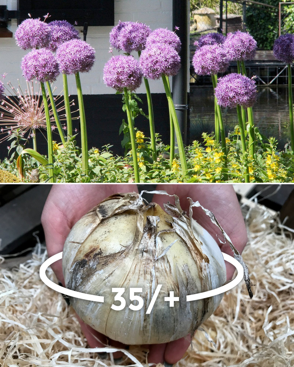 Allium 'Ambassador XXL' bulbs — Buy online at Farmer Gracy UK