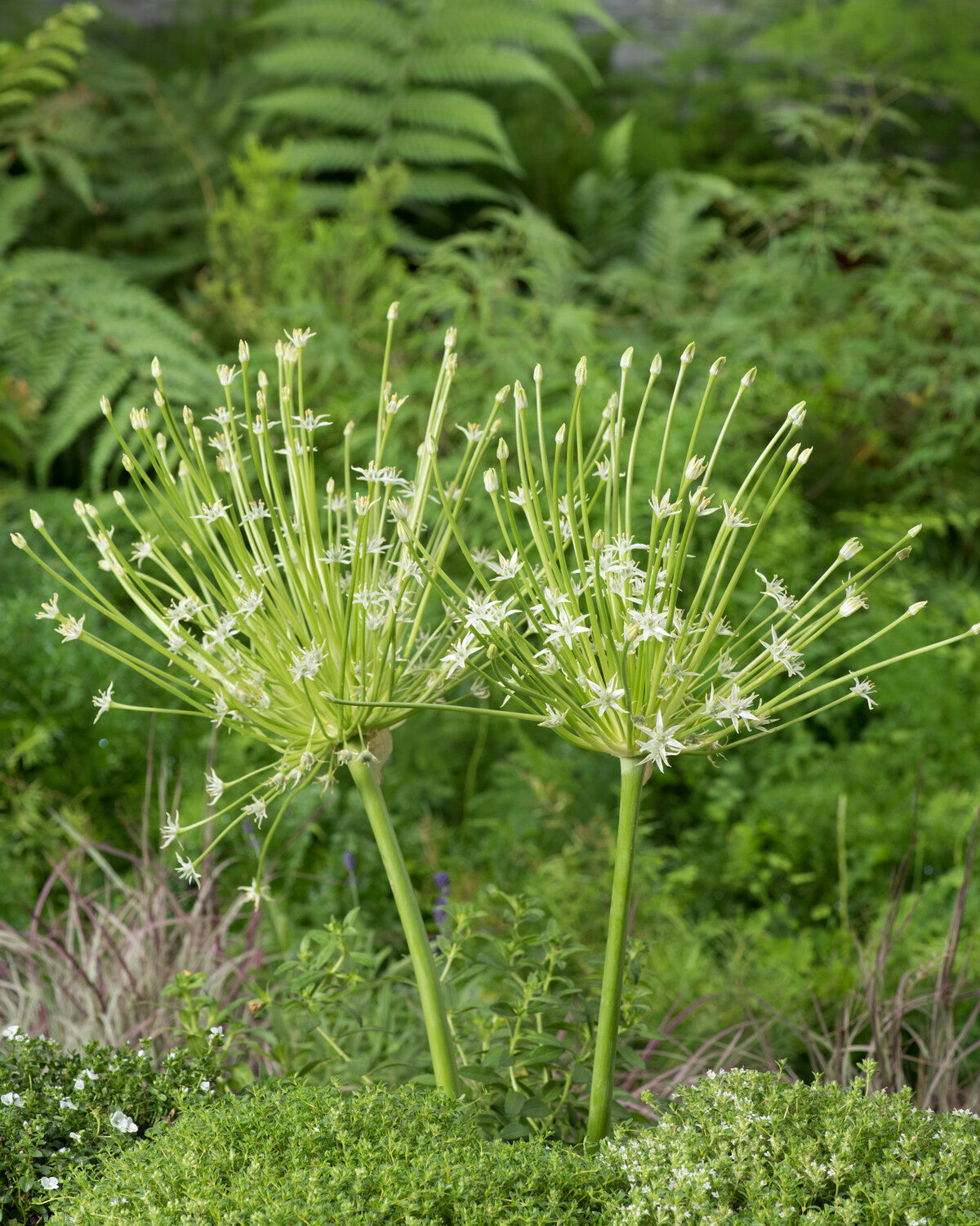Allium schubertii 'Arctic Snow' bulbs | Buy online at Farmer Gracy UK