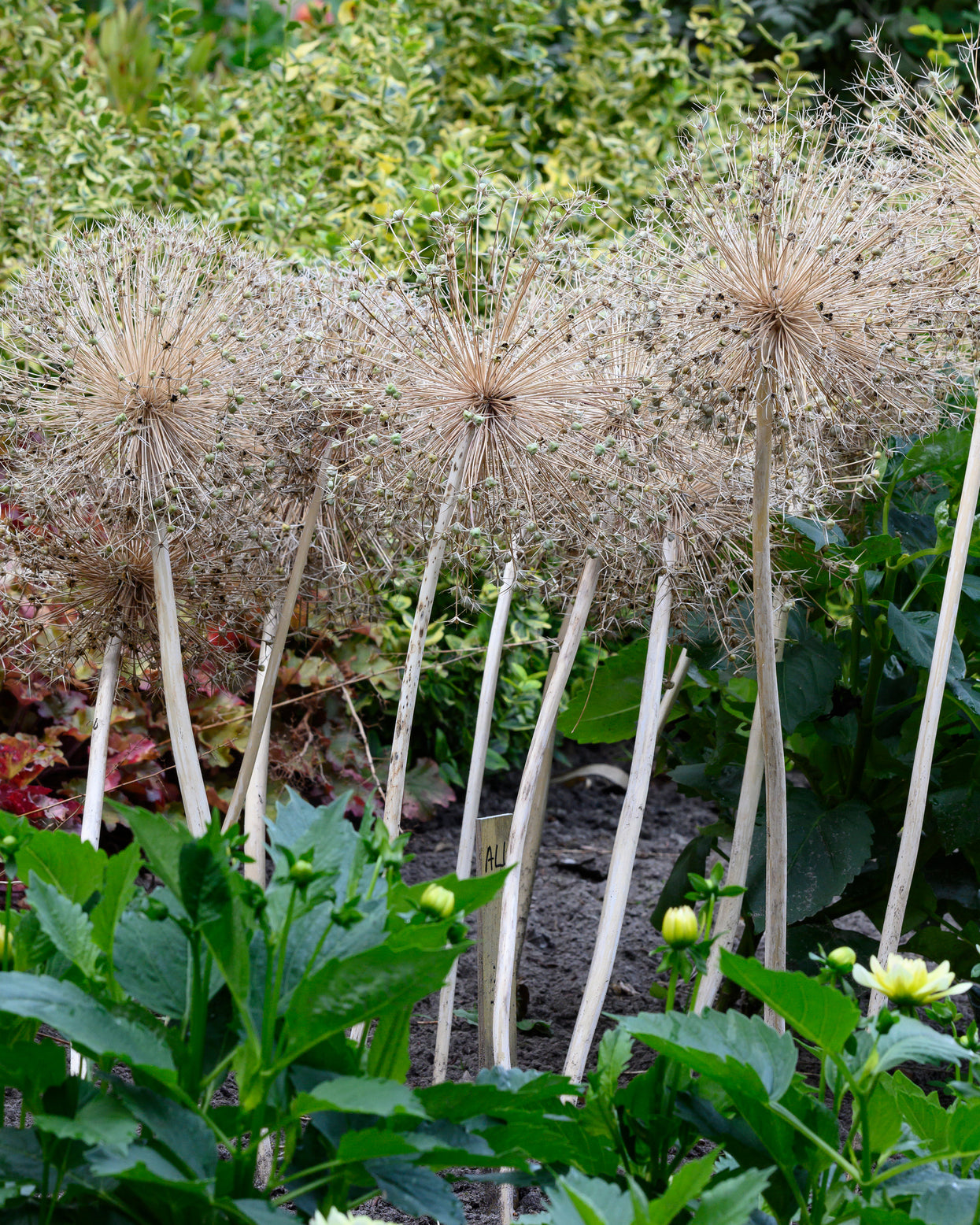 Allium schubertii 'Arctic Snow' bulbs — Buy online at Farmer Gracy UK