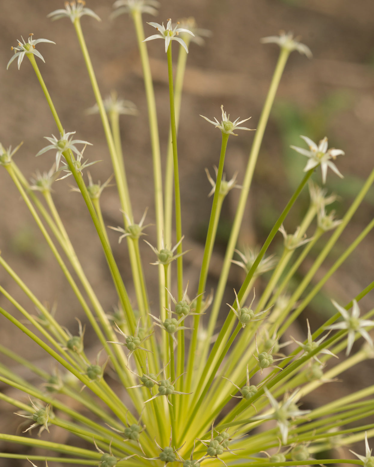 Allium schubertii 'Arctic Snow' bulbs — Buy online at Farmer Gracy UK