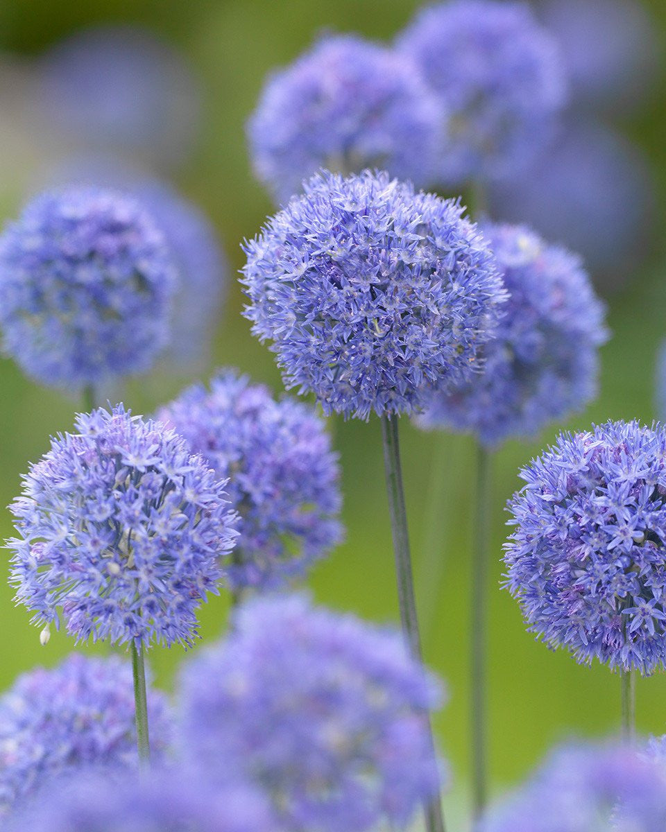 Allium azureum bulbs (blue alliums) — Buy online at Farmer Gracy UK