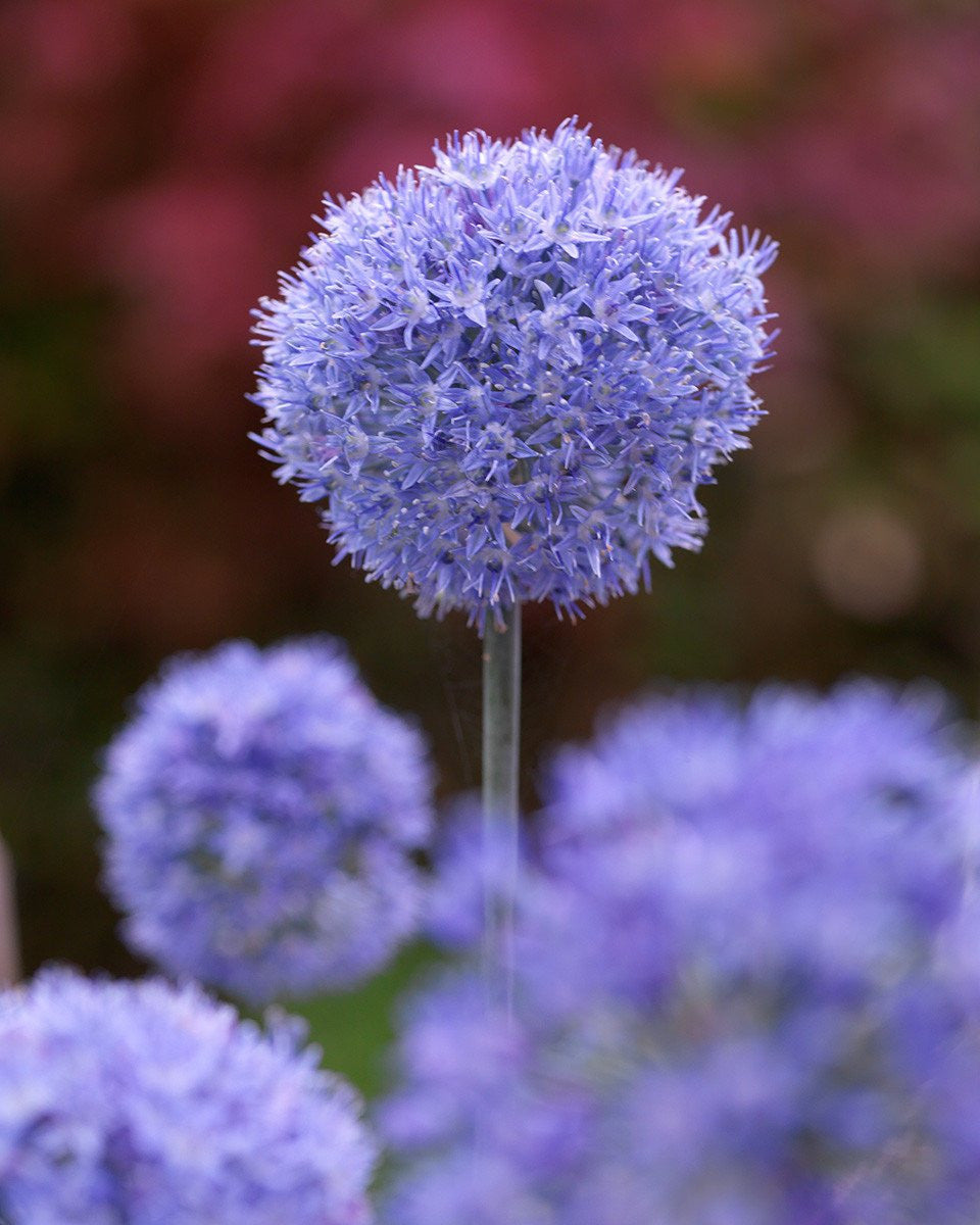 Allium azureum bulbs (blue alliums) — Buy online at Farmer Gracy UK