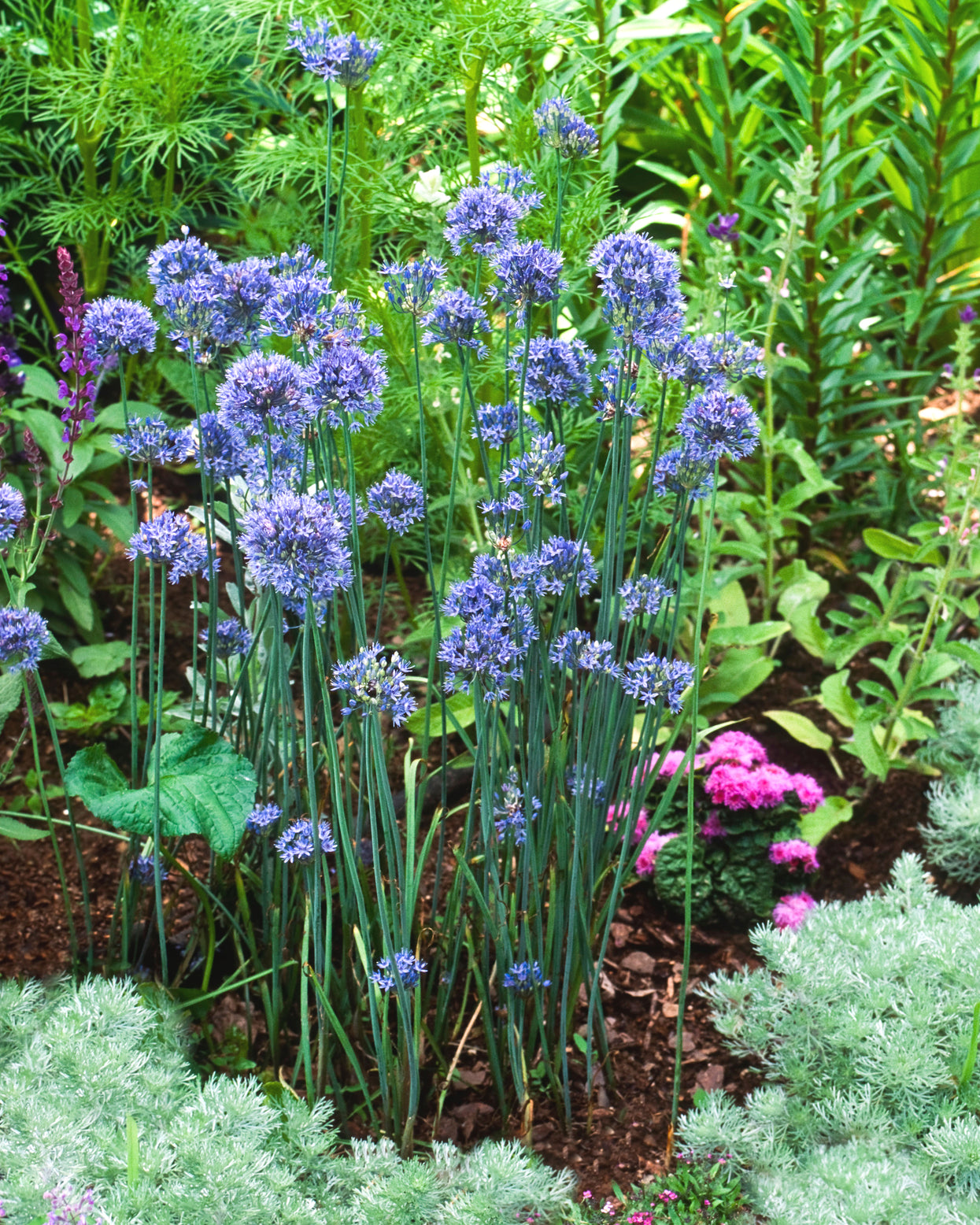Allium azureum bulbs (blue alliums) | Buy online at Farmer Gracy UK