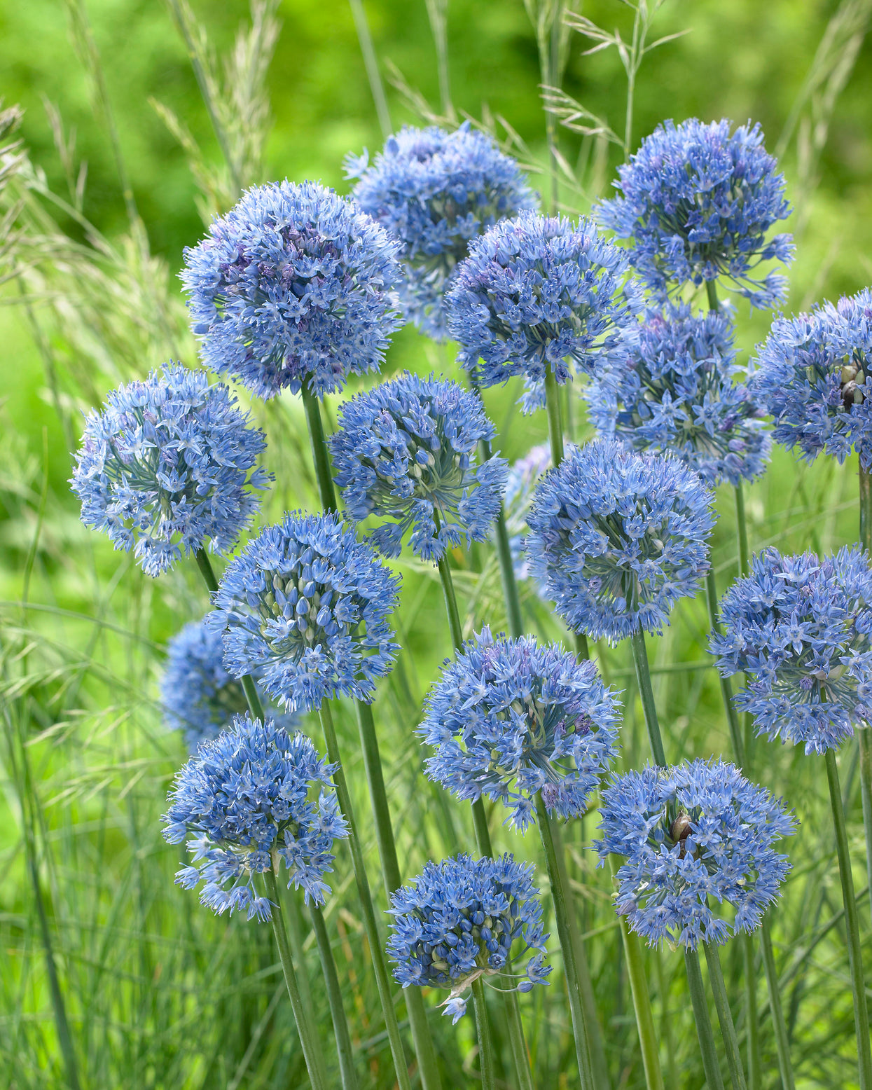 Allium azureum bulbs (blue alliums) — Buy online at Farmer Gracy UK