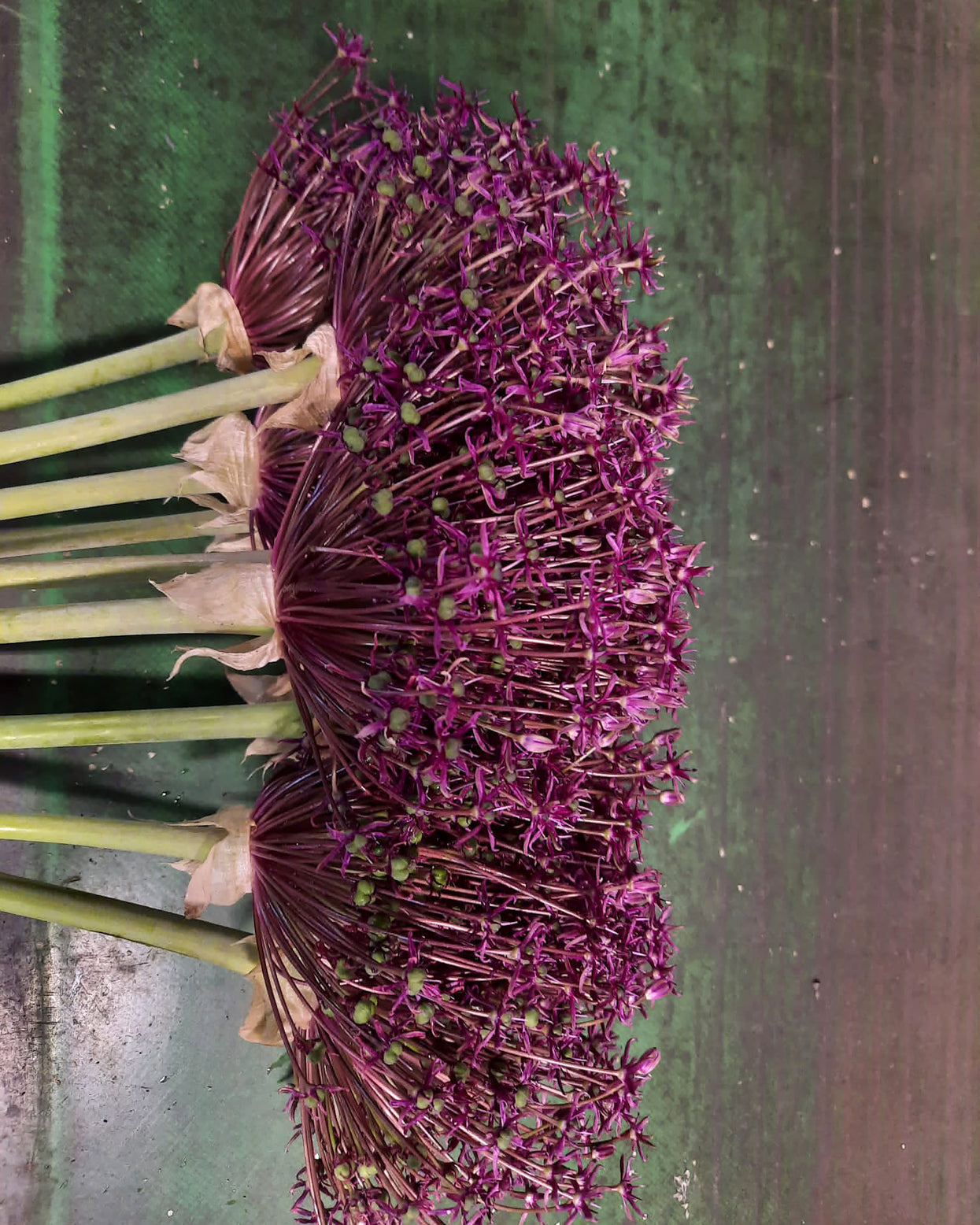 Allium 'Cherry' bulbs — Buy cherry-coloured alliums online at Farmer ...