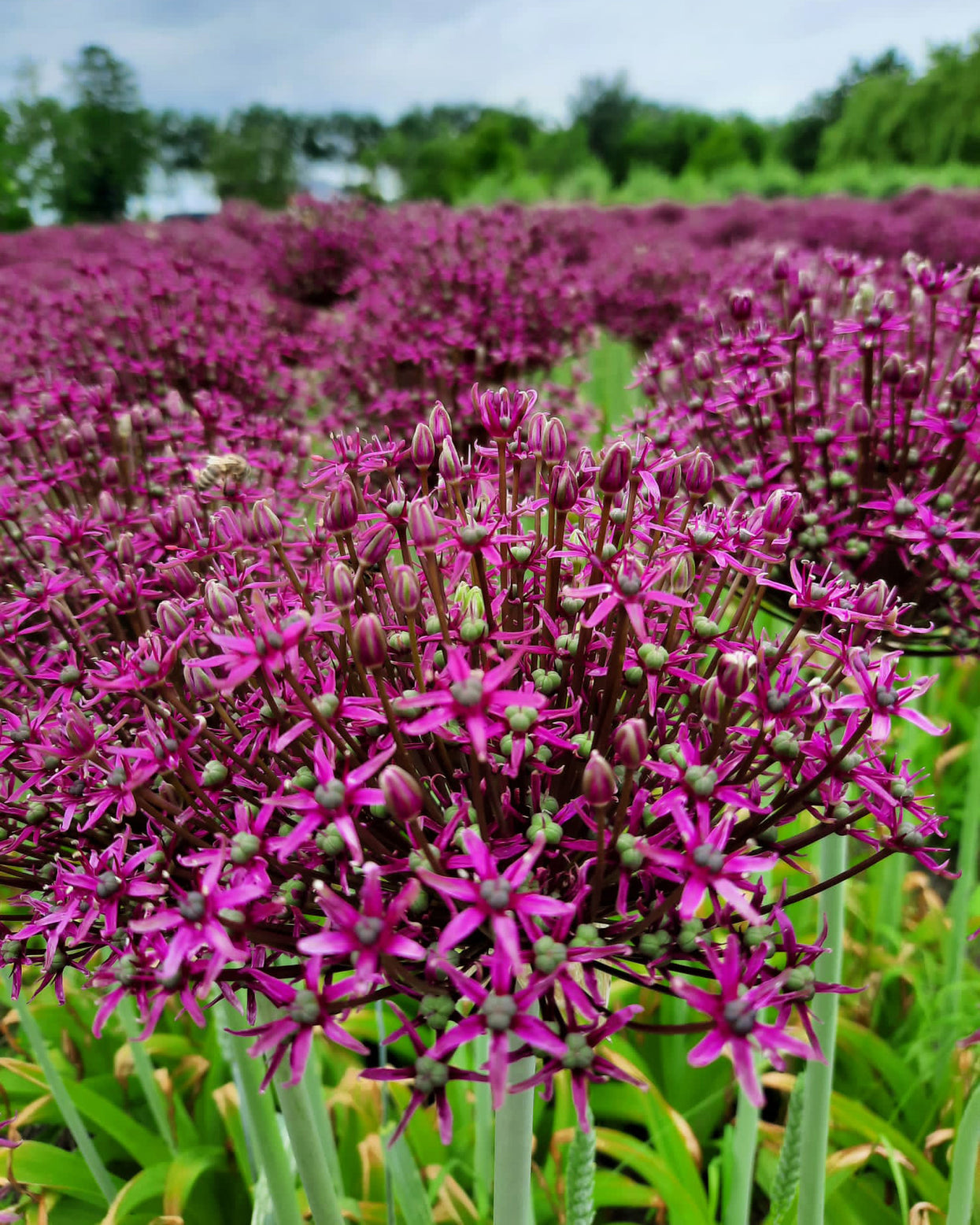 Allium 'Cherry' bulbs — Buy cherry-coloured alliums online at Farmer ...