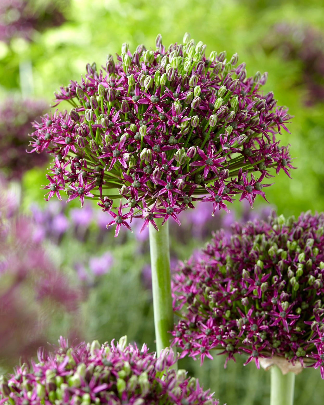 Allium 'Cherry' bulbs — Buy cherry-coloured alliums online at Farmer ...