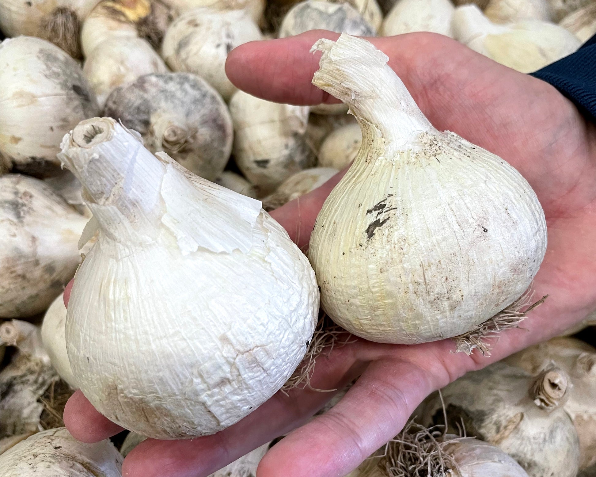 Allium 'Cherry' bulbs | Buy cherry-coloured alliums online at Farmer ...