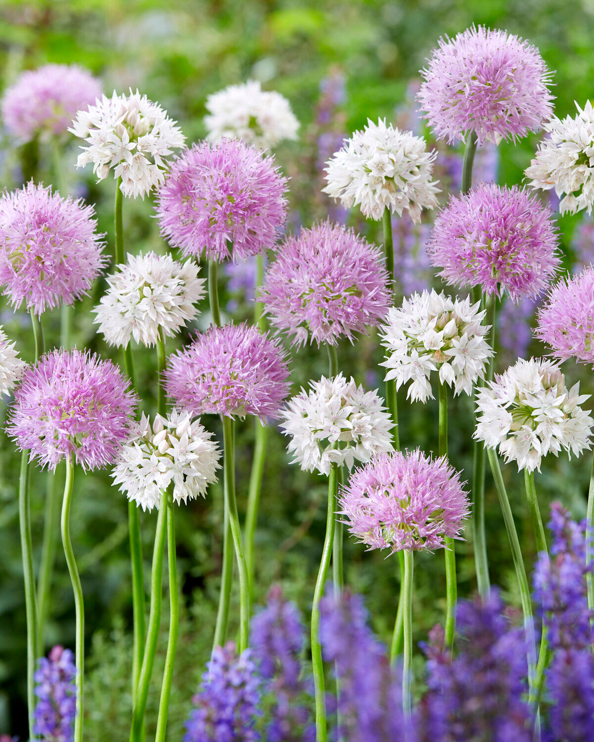 Allium collection 'Endless Summer' bulbs (pink + white Alliums) — Buy ...
