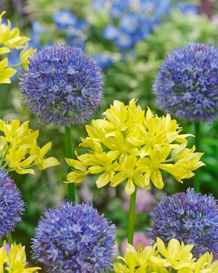 Allium collection 'Marisol' bulbs (blue + yellow Alliums) — Buy online ...