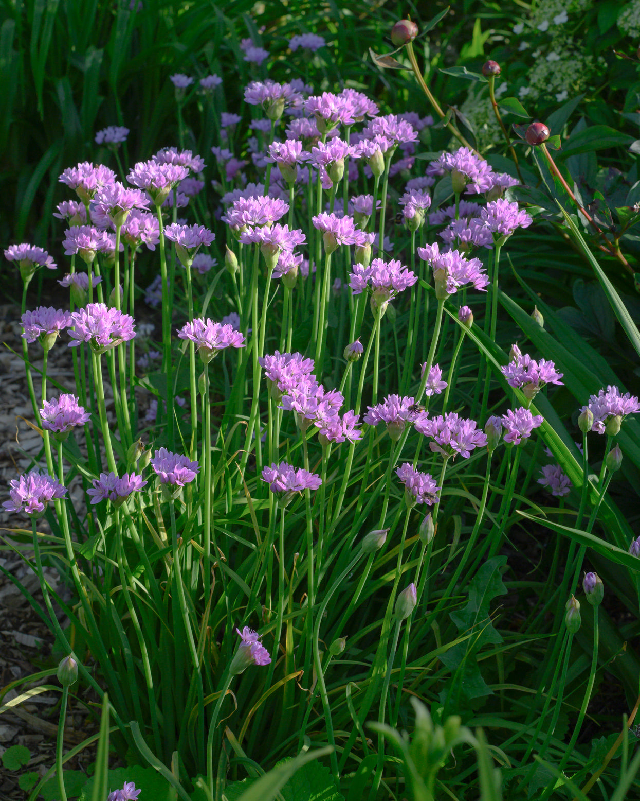 Allium unifolium 'Eros' bulbs — Buy online at Farmer Gracy UK
